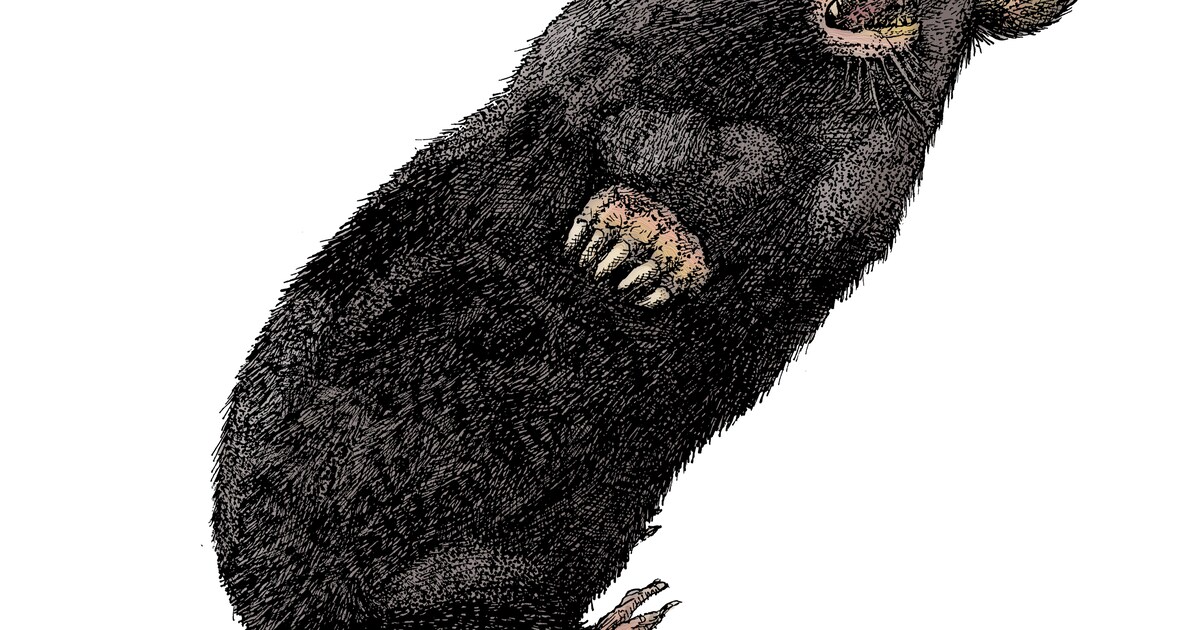 Ook voor tuinliefhebbers hebben de mol en zijn hopen soms voordelen ...