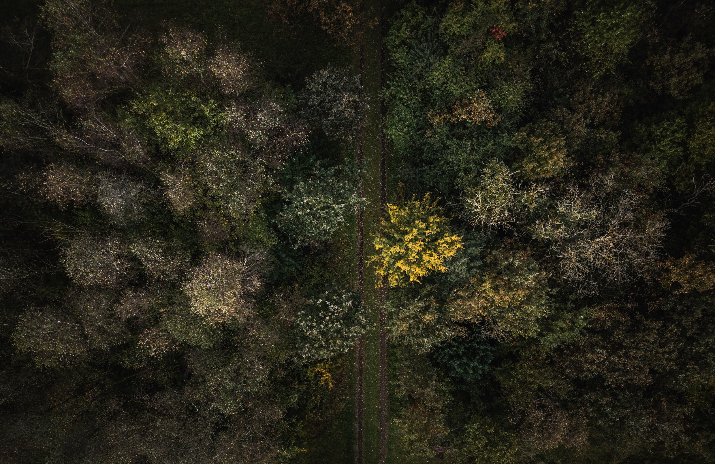 Loofbomen, brandgangen of vuur bestrijden met vuur: zo voorkom je een ...