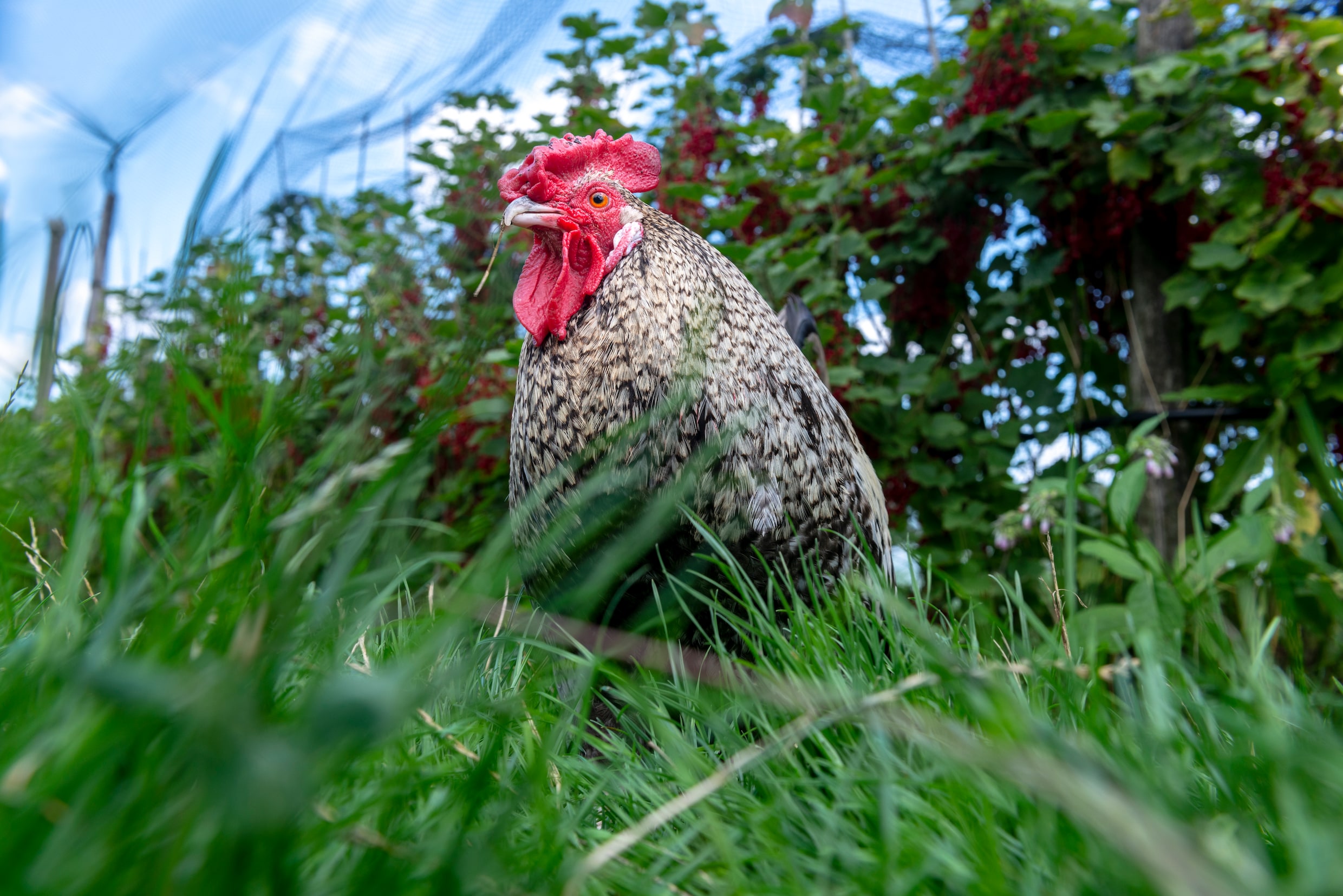 Bleke dooier? Dan is dat vast een bio-ei | de Volkskrant