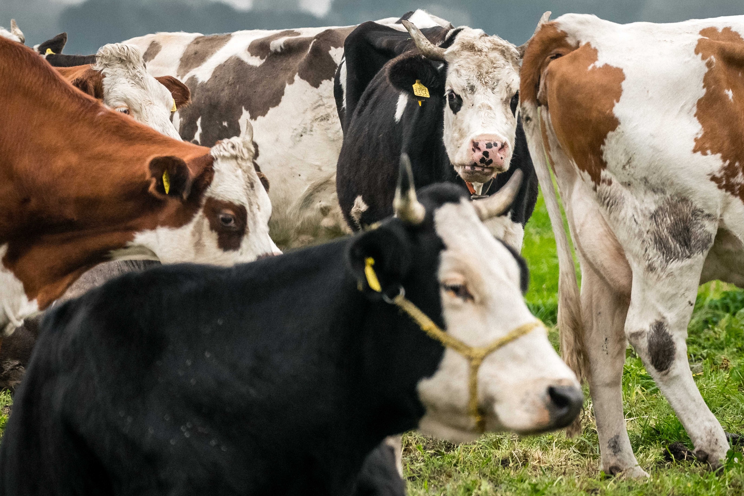 Honderd landen willen uitstoot van methaan aanpakken, een vele malen ...