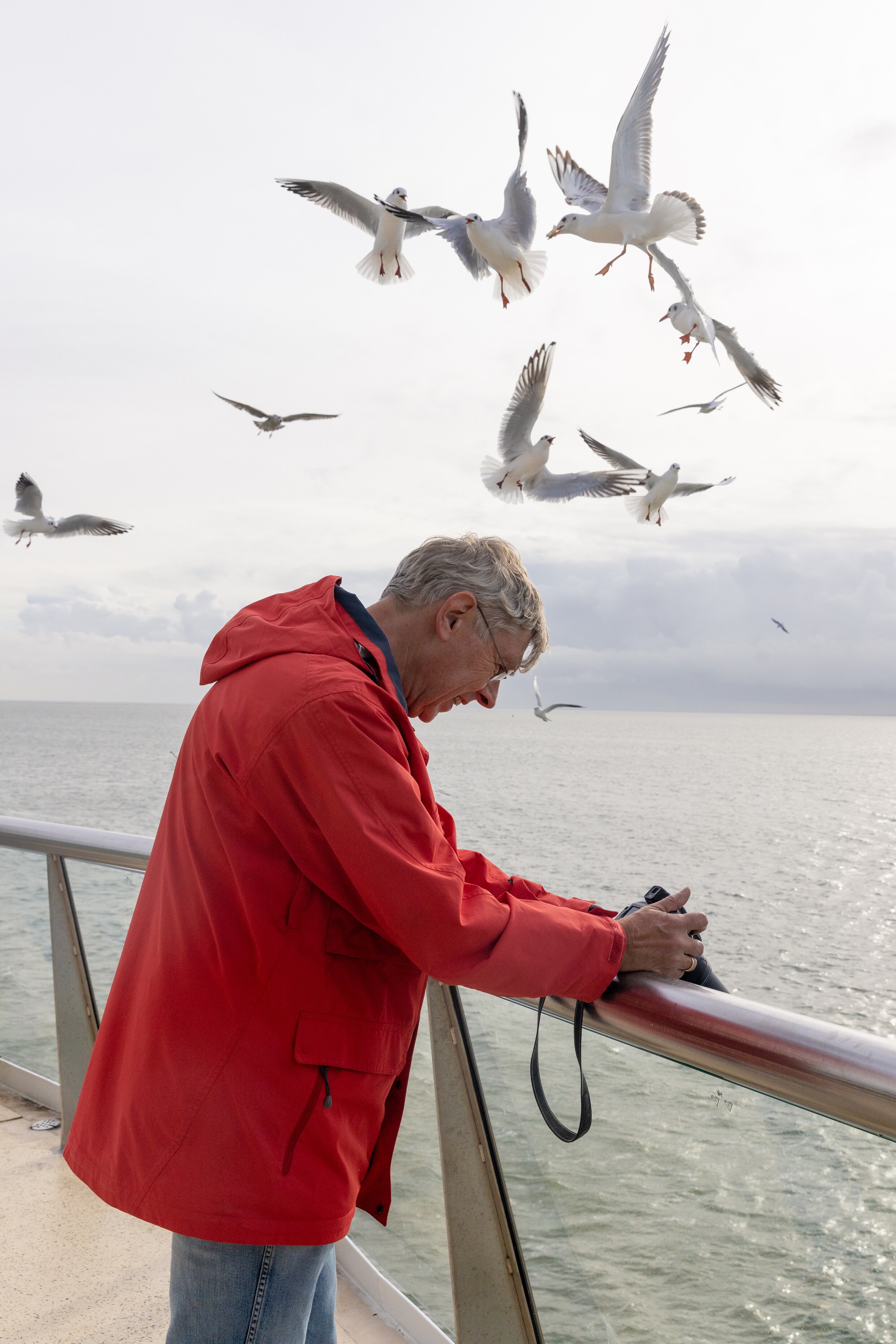 Mardiks meeuwen weten wanneer de Texelstroom vaart | de Volkskrant
