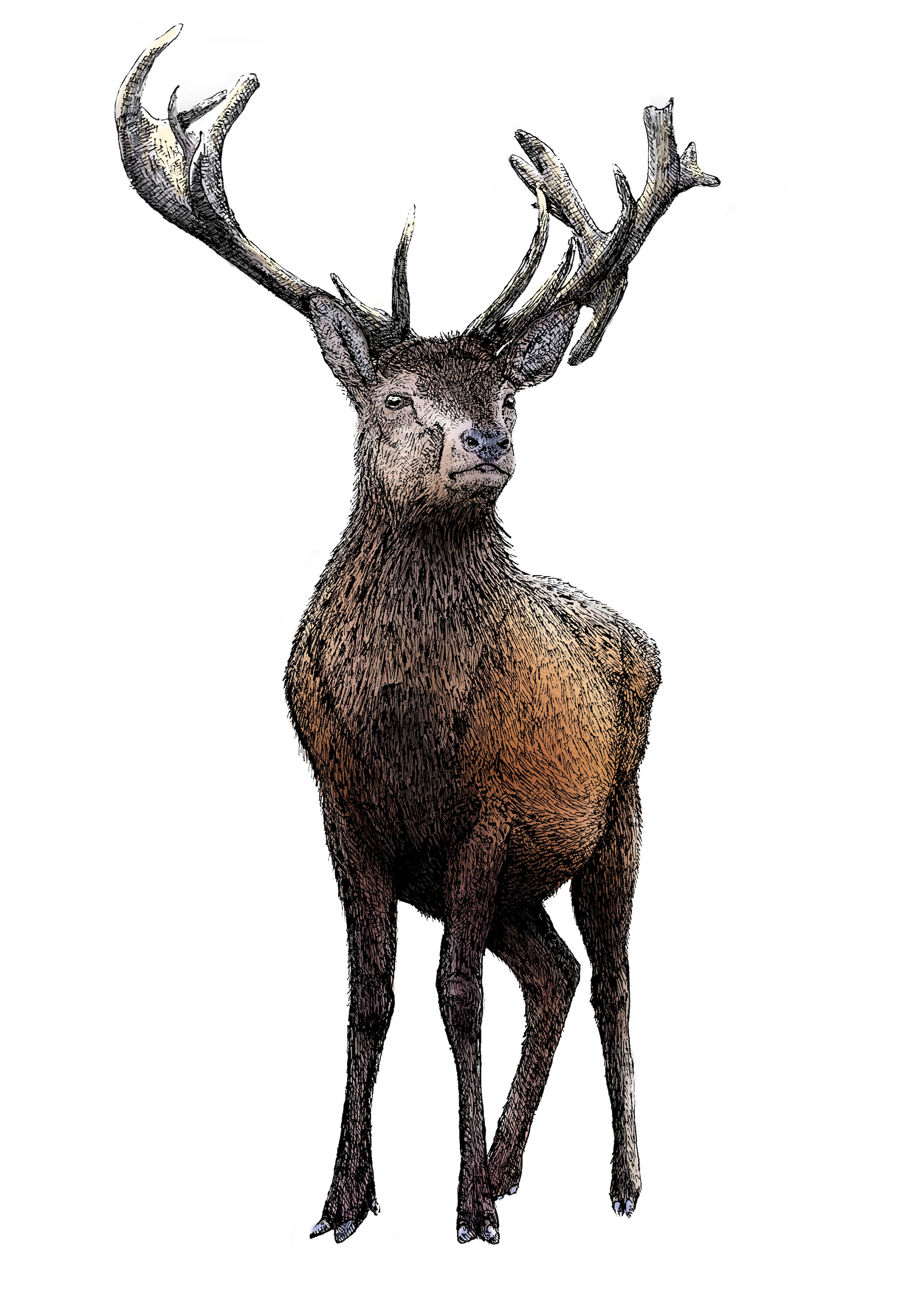 Het edelhert symbool voor de onmogelijkheid van natuur in Nederland ...