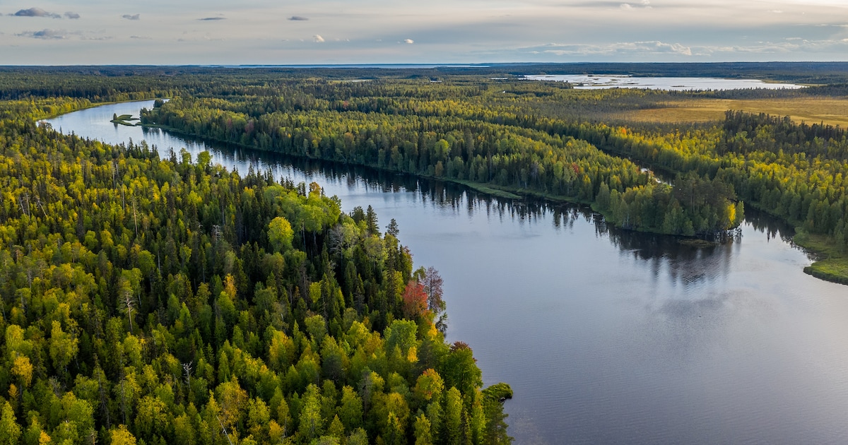 Ontbossing moet stoppen, maar hoeveel bomen zijn er eigenlijk nog over ...