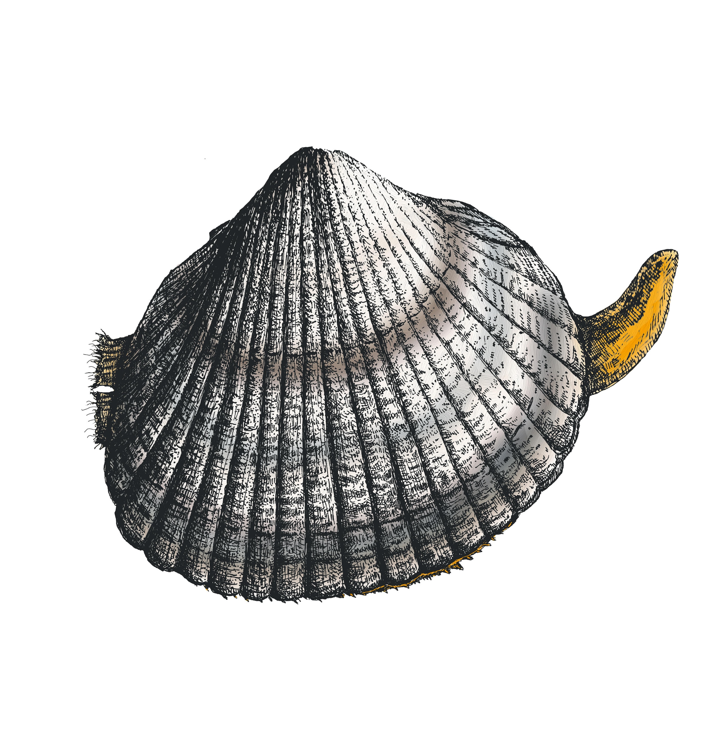 De kokkel een hulpeloos weekdier? Welnee, dat lijkt maar zo | de Volkskrant