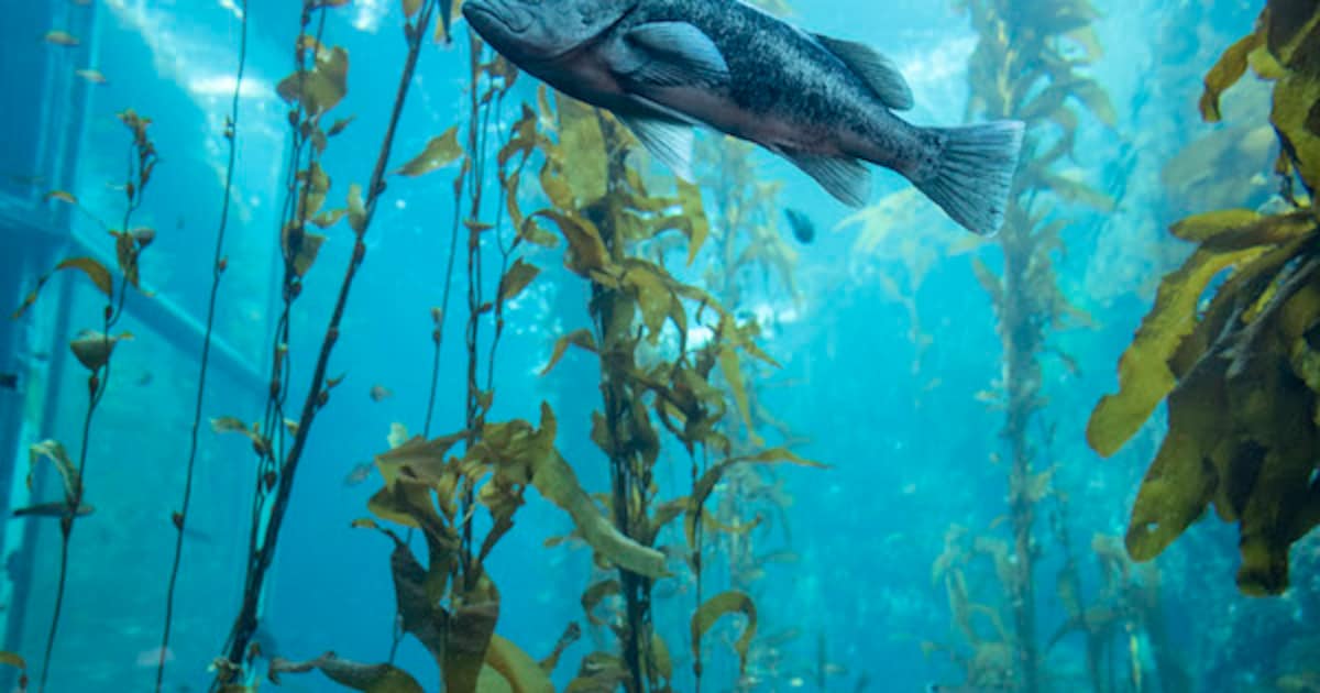 Roodbaarzen kunnen wel 200 jaar oud worden, en wetenschappers weten nu ...