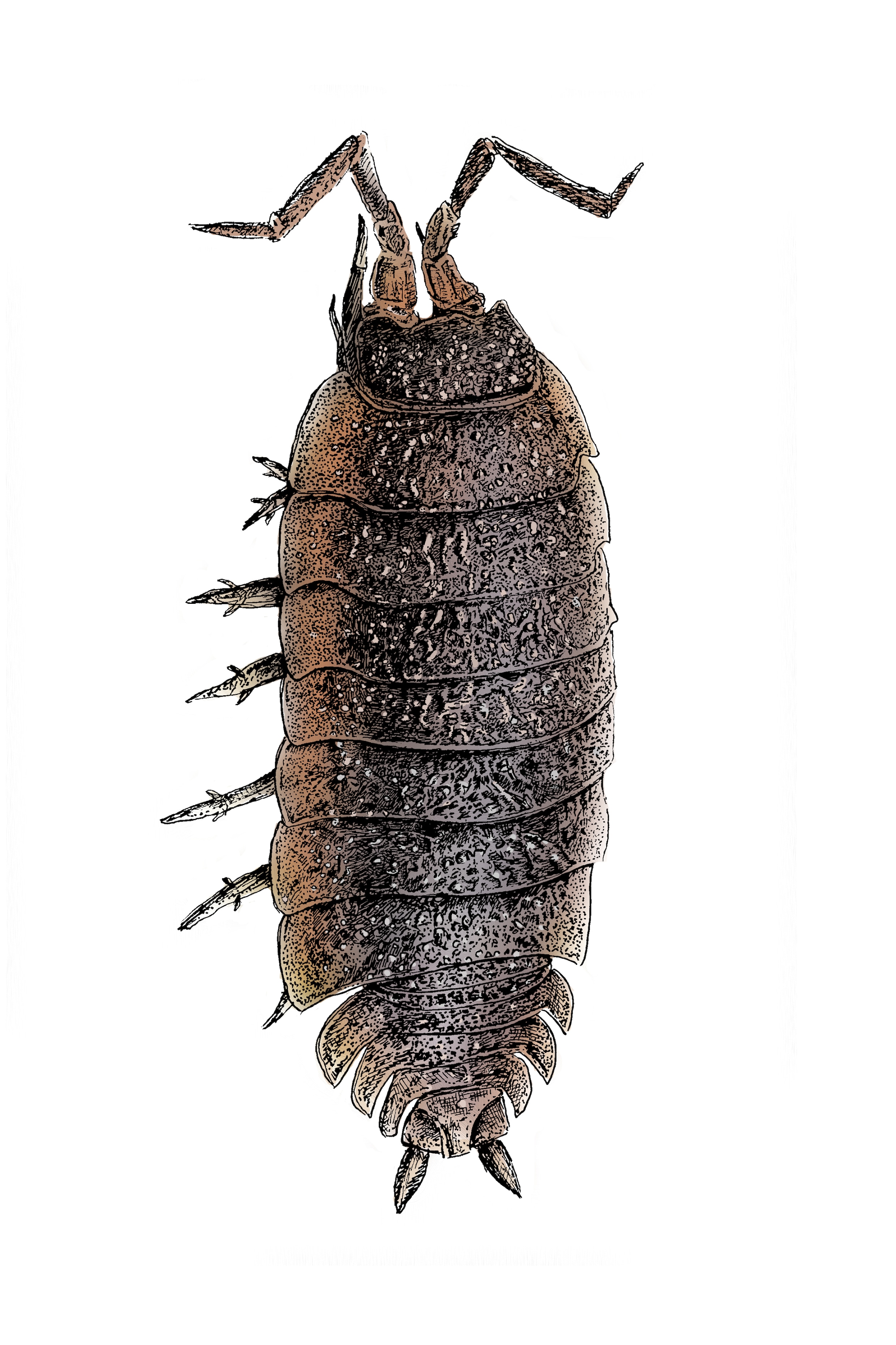 Ruim de bladeren in uw tuin niet op, dat doet de pissebed voor u | de ...