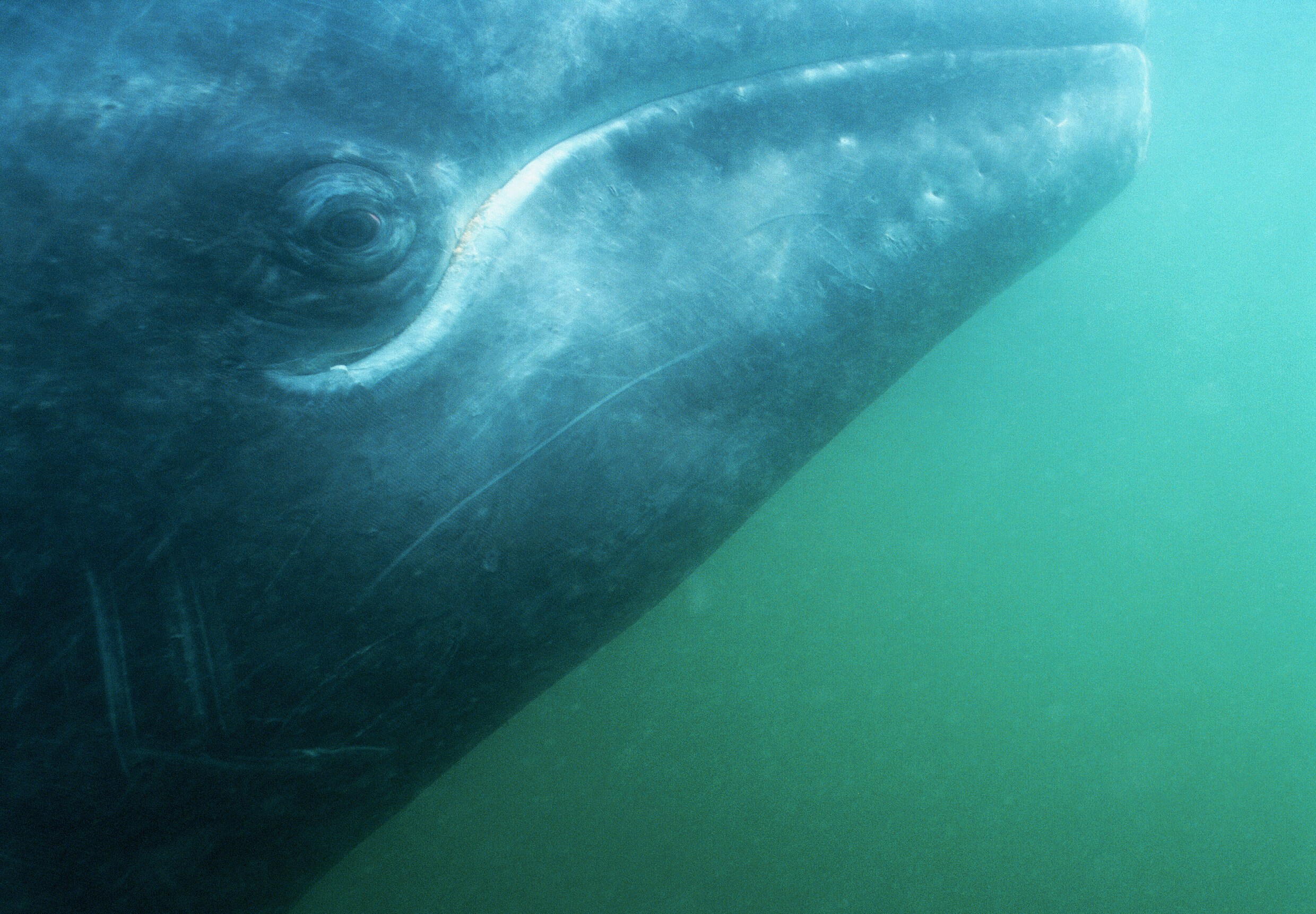 Als het op natuur aankomt, is het geheugen maar beperkt. Daardoor ...