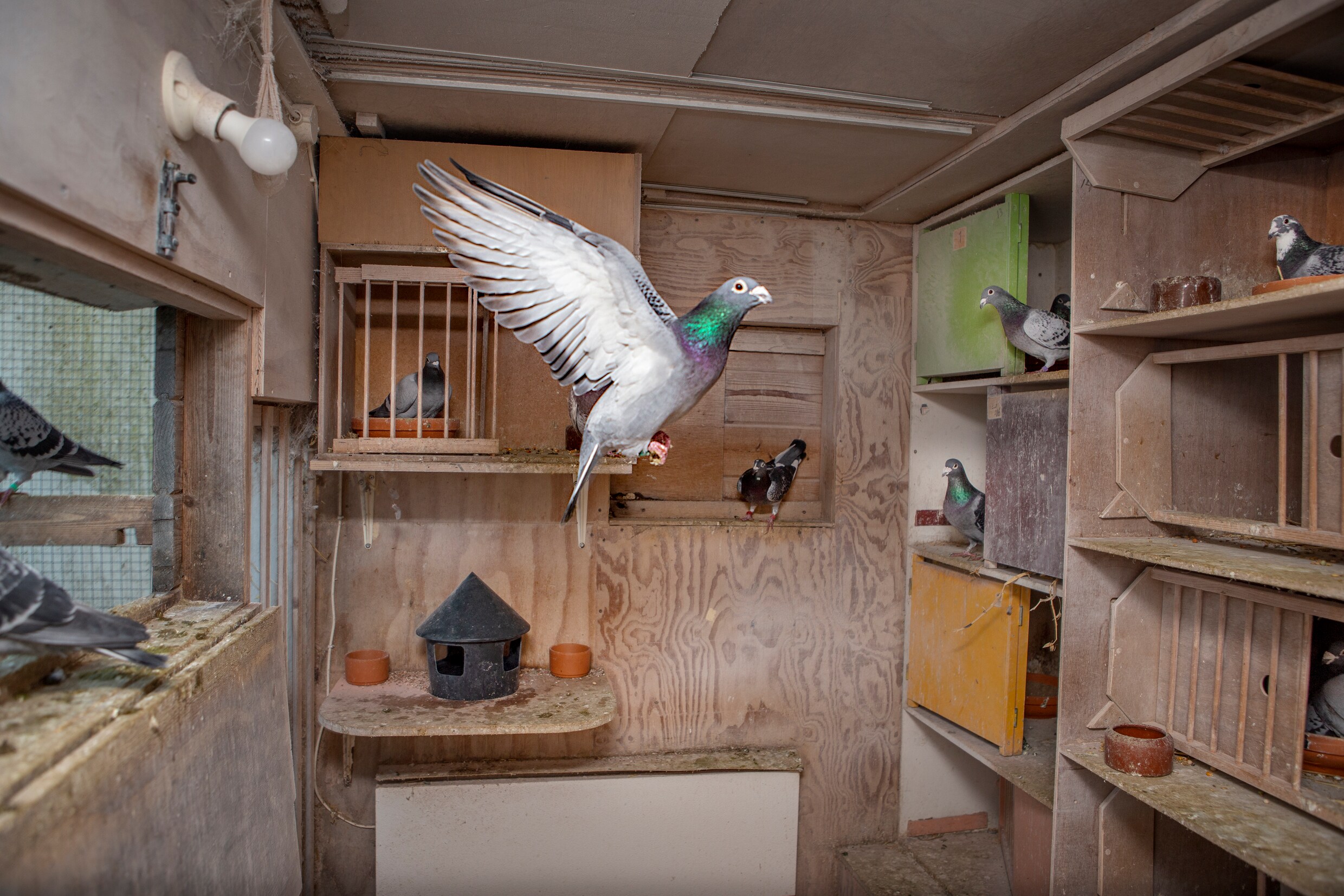 ‘Seks is iets voor een paar minuten, de duivensport is voor het hele ...