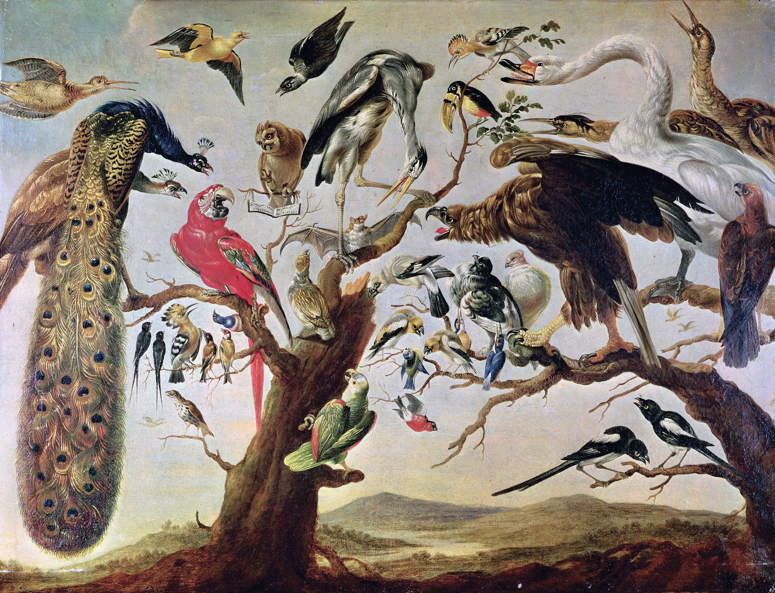 In tijden van lockdown neemt de aloude kunst van het vogelkijken ...