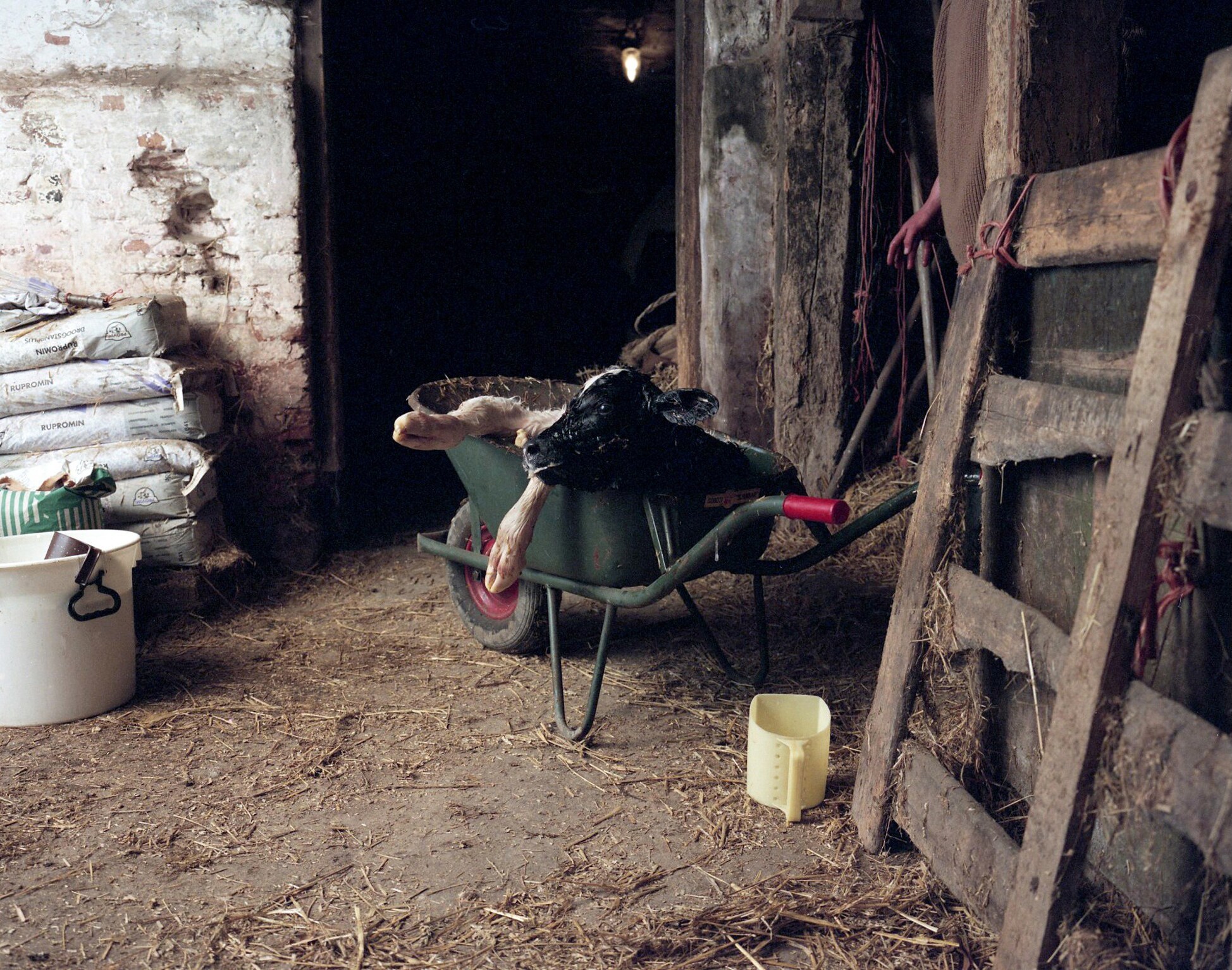 Dirk fotografeert zijn leven lang al de boerderij, die zo ouderwets is ...