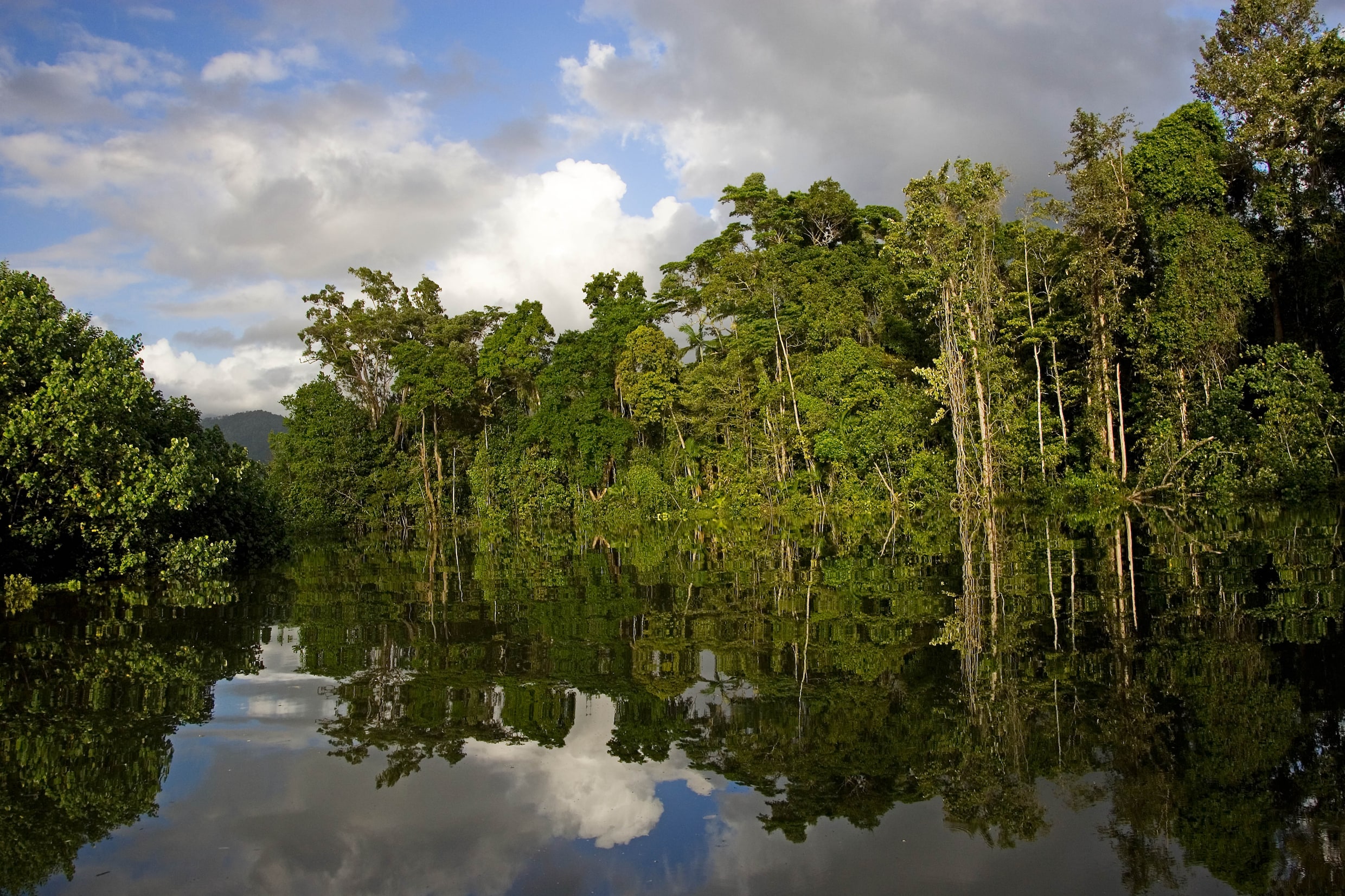 Bomen Australische regenwouden sterven sinds jaren tachtig tweemaal zo ...