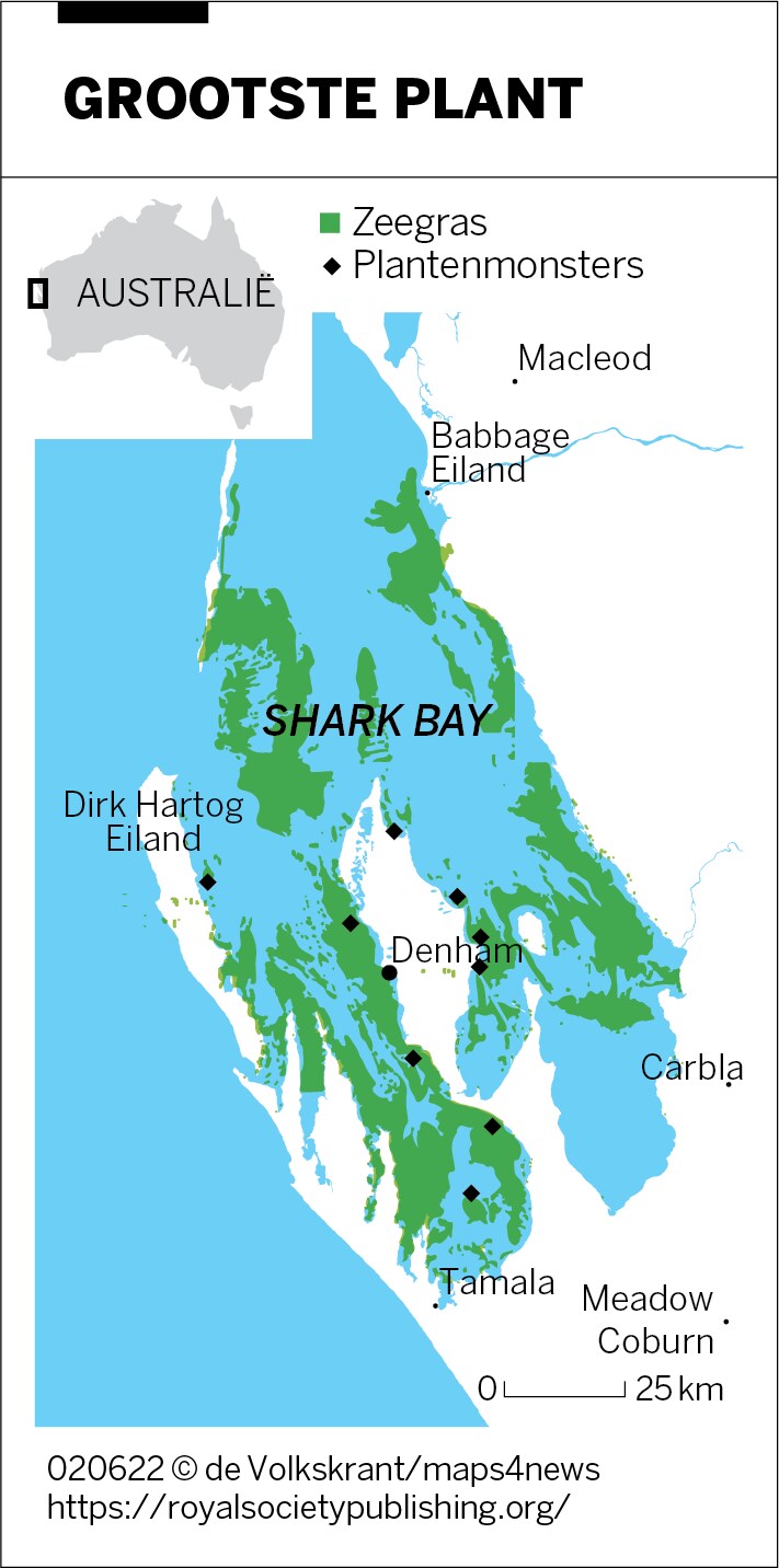 ‘Gave ontdekking’: grootste plant ter wereld is zo groot als de ...