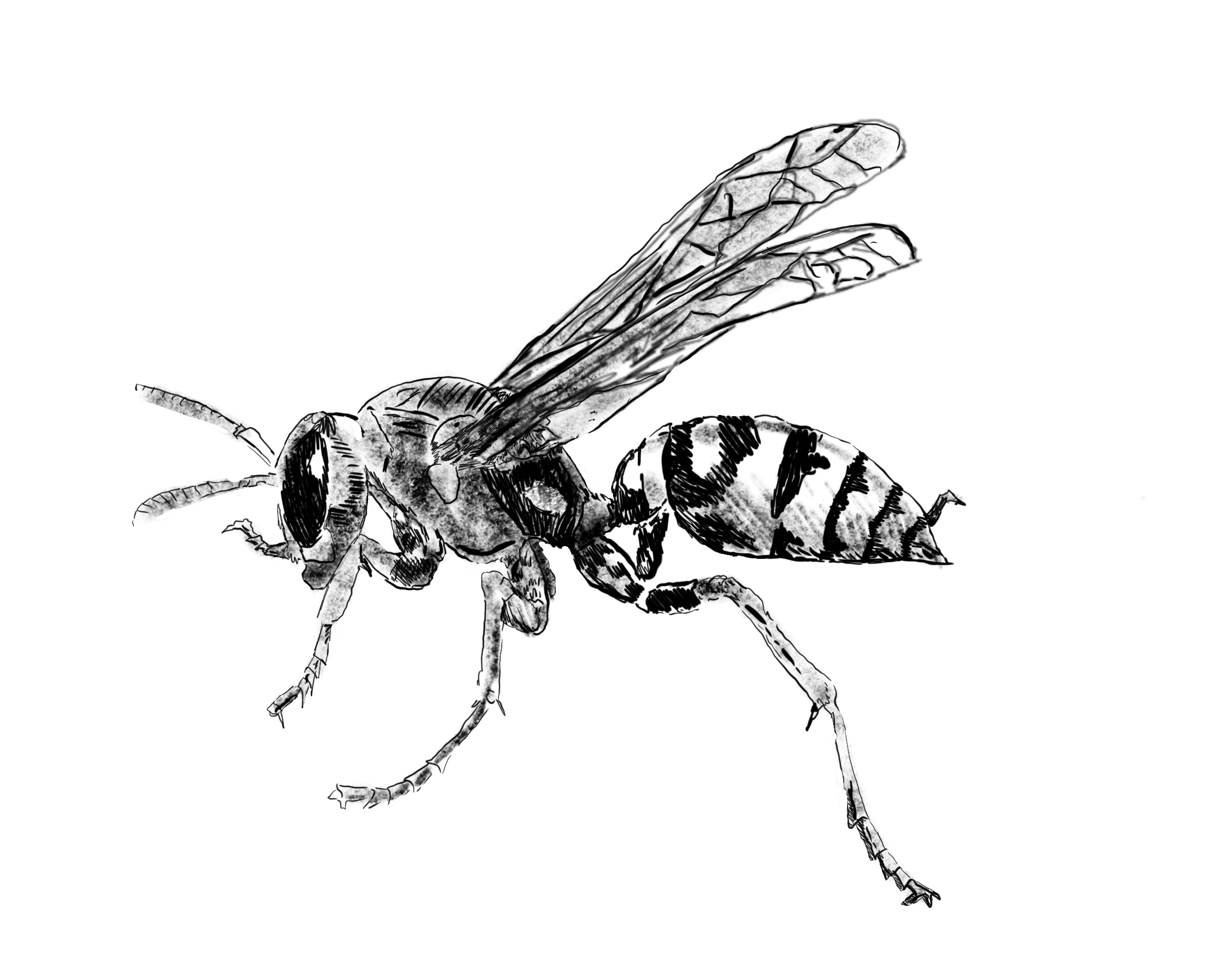 Voor de ‘vriendelijke’ Franse veldwesp is ook Nederland nu warm genoeg ...