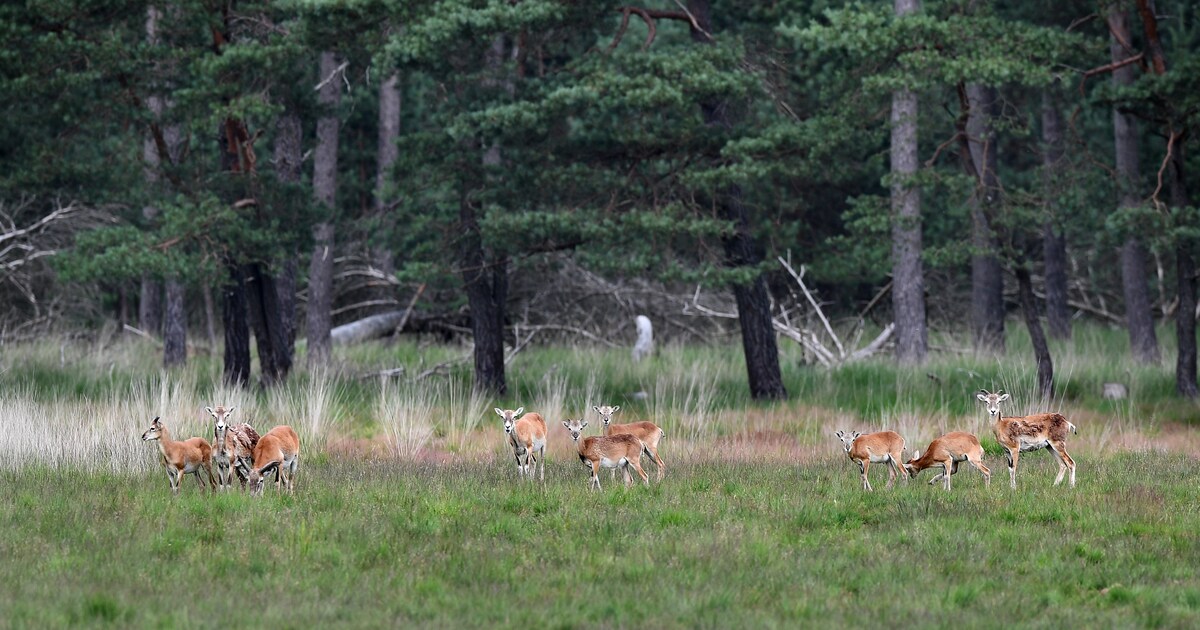 Wolf maakt einde aan een eeuw aanwezigheid van de moeflon op de Hoge ...