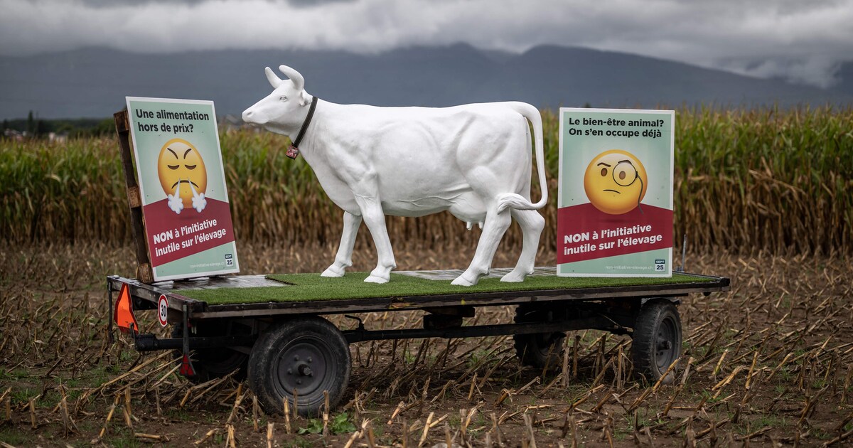Zwitserland stemt in referendum tegen verbod op legbatterijen en megastallen | de Volkskrant