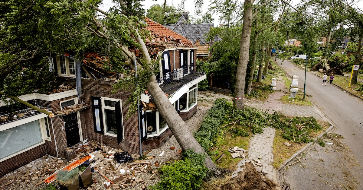De Lomboklaan in Leersum krijgt na de valwind geen beuken maar lindes ...