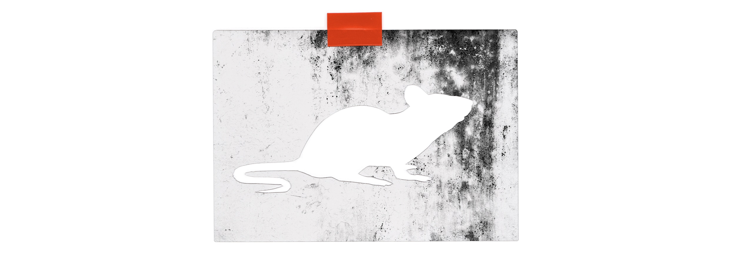 ‘De ingevroren muizenpoep was precies wat we nodig hadden voor ons ...