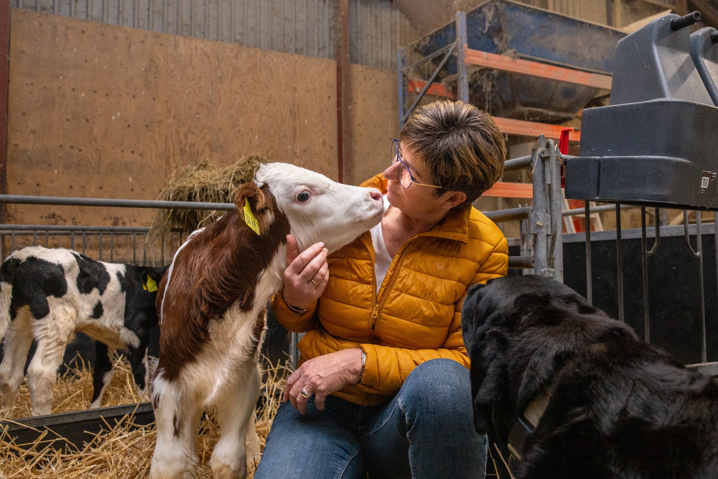Deense boer ziet het uitkoopbeleid in Nederland als een weldaad, want ...