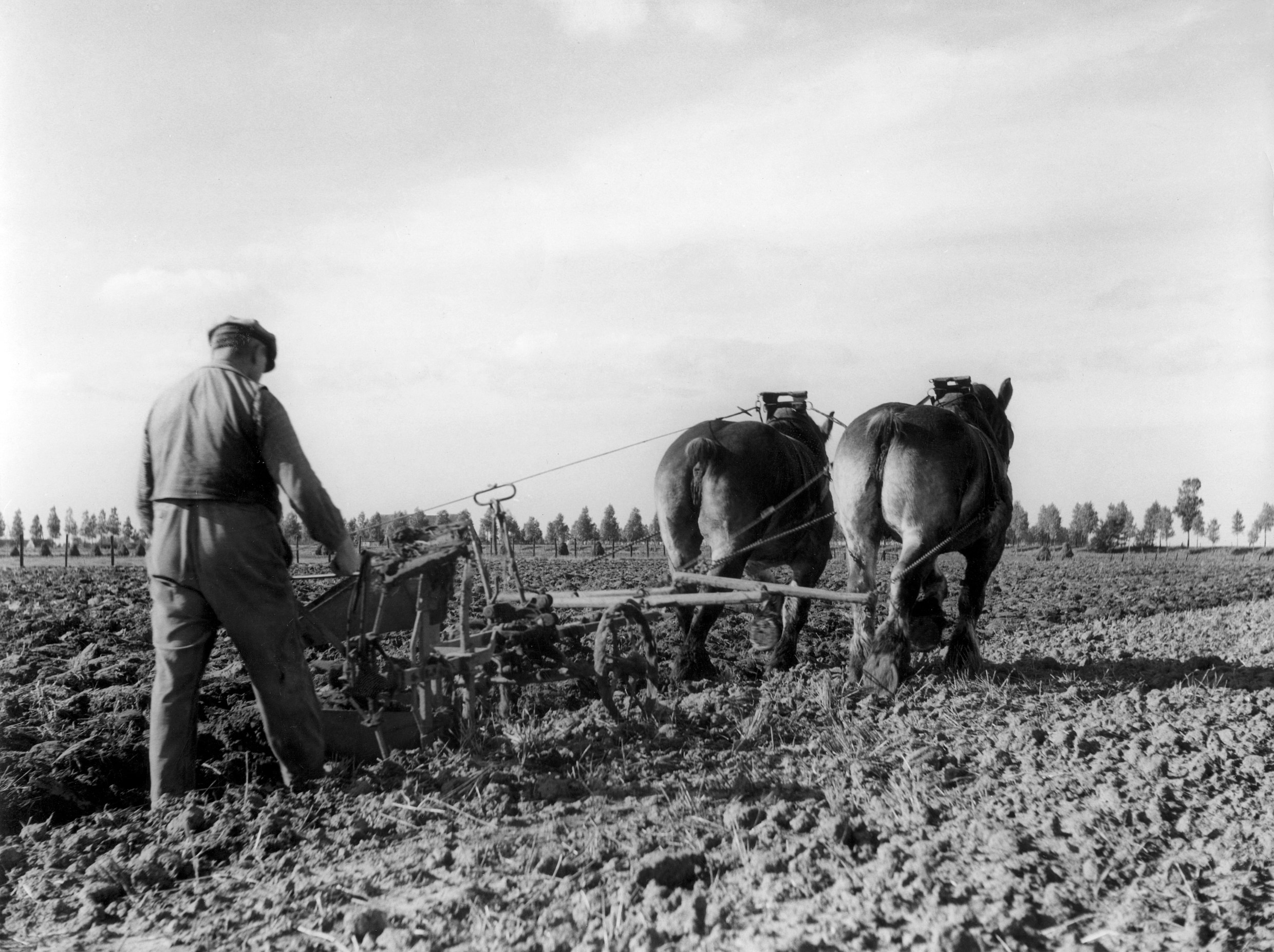 Opinie: Als boer-zijn ‘in de genen zit’, dan ben ik – net als miljoenen ...
