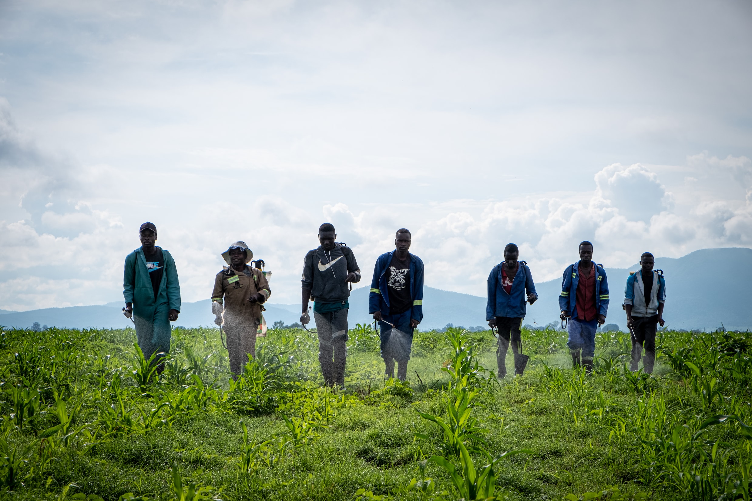 Recordoogst graan brengt Zimbabwe dichter bij de vurig gewenste ...