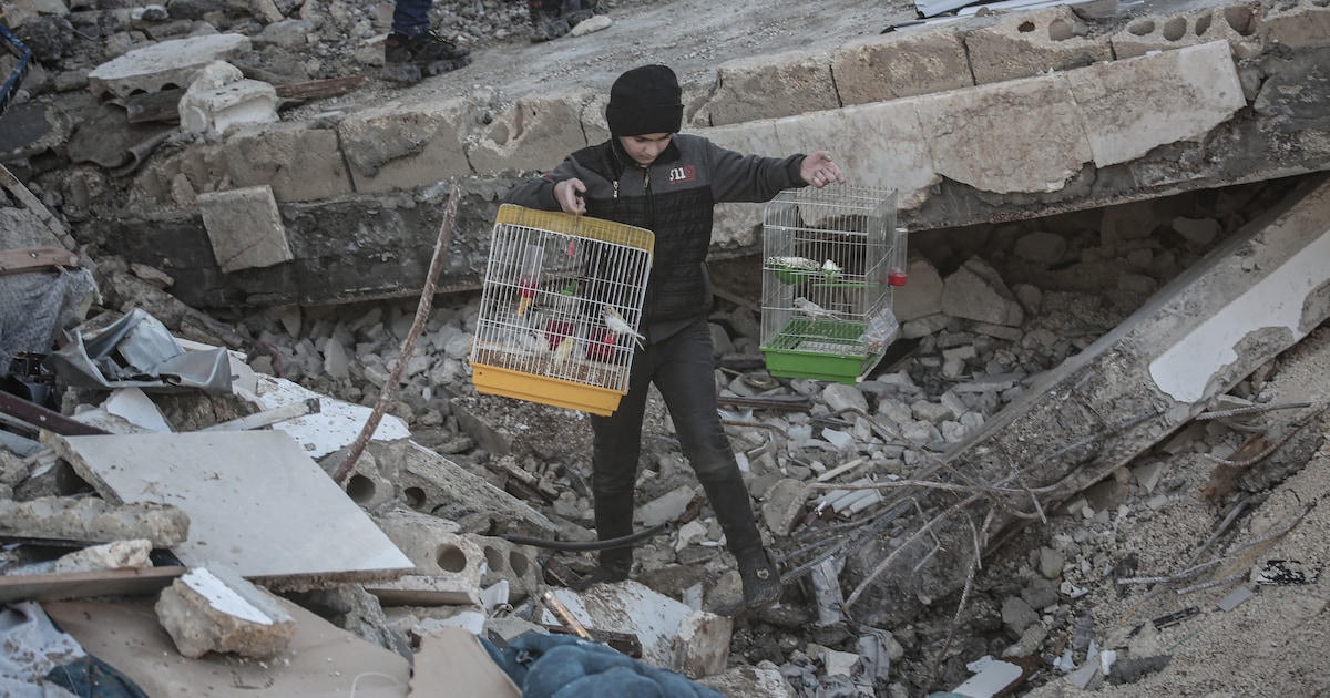 Onrust bij kauwen en kraaien kort voor de ramp: voelen dieren een ...
