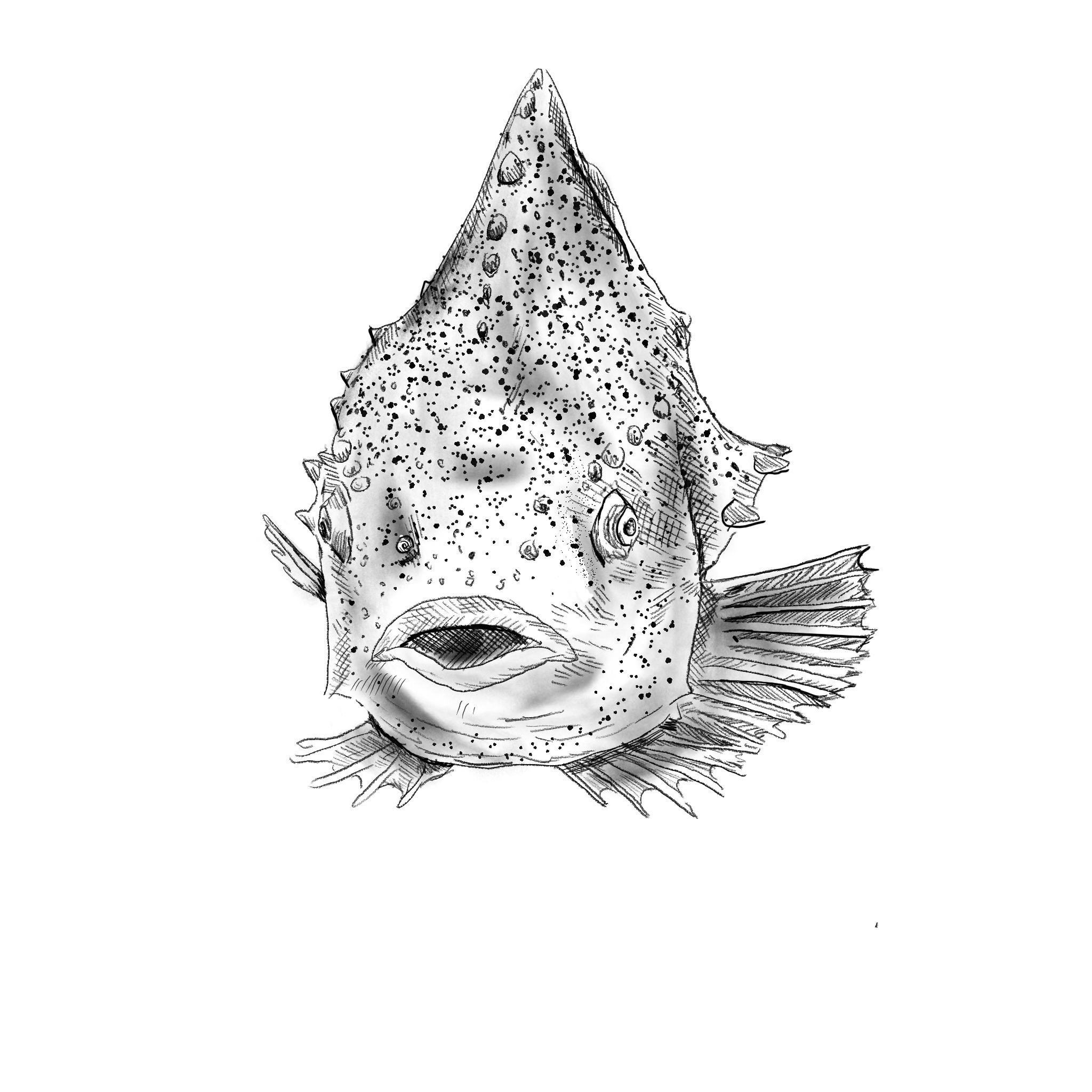 De snotolf geeft kleur aan het onderwaterleven aan de kust | de Volkskrant