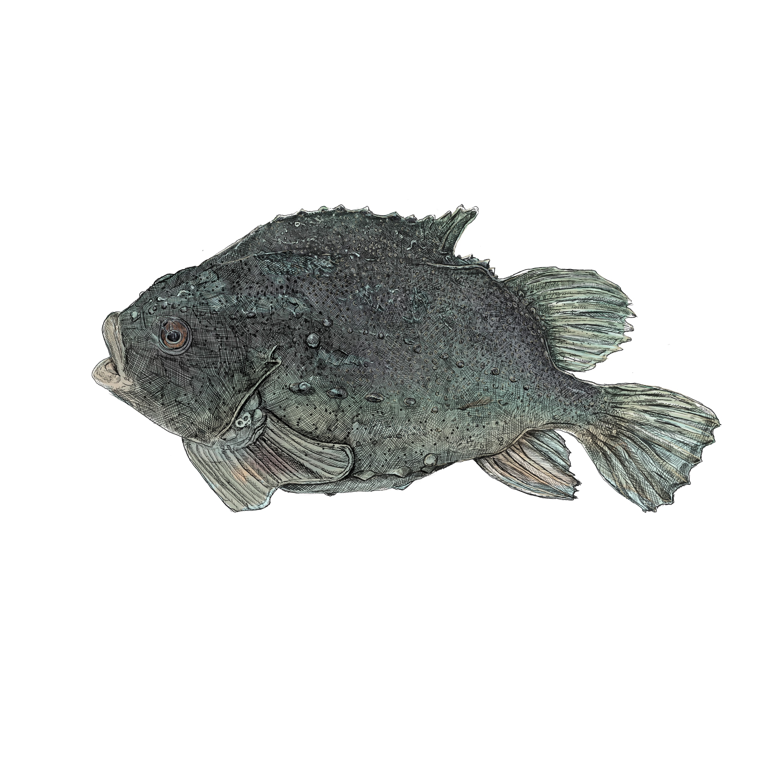 De snotolf geeft kleur aan het onderwaterleven aan de kust | de Volkskrant