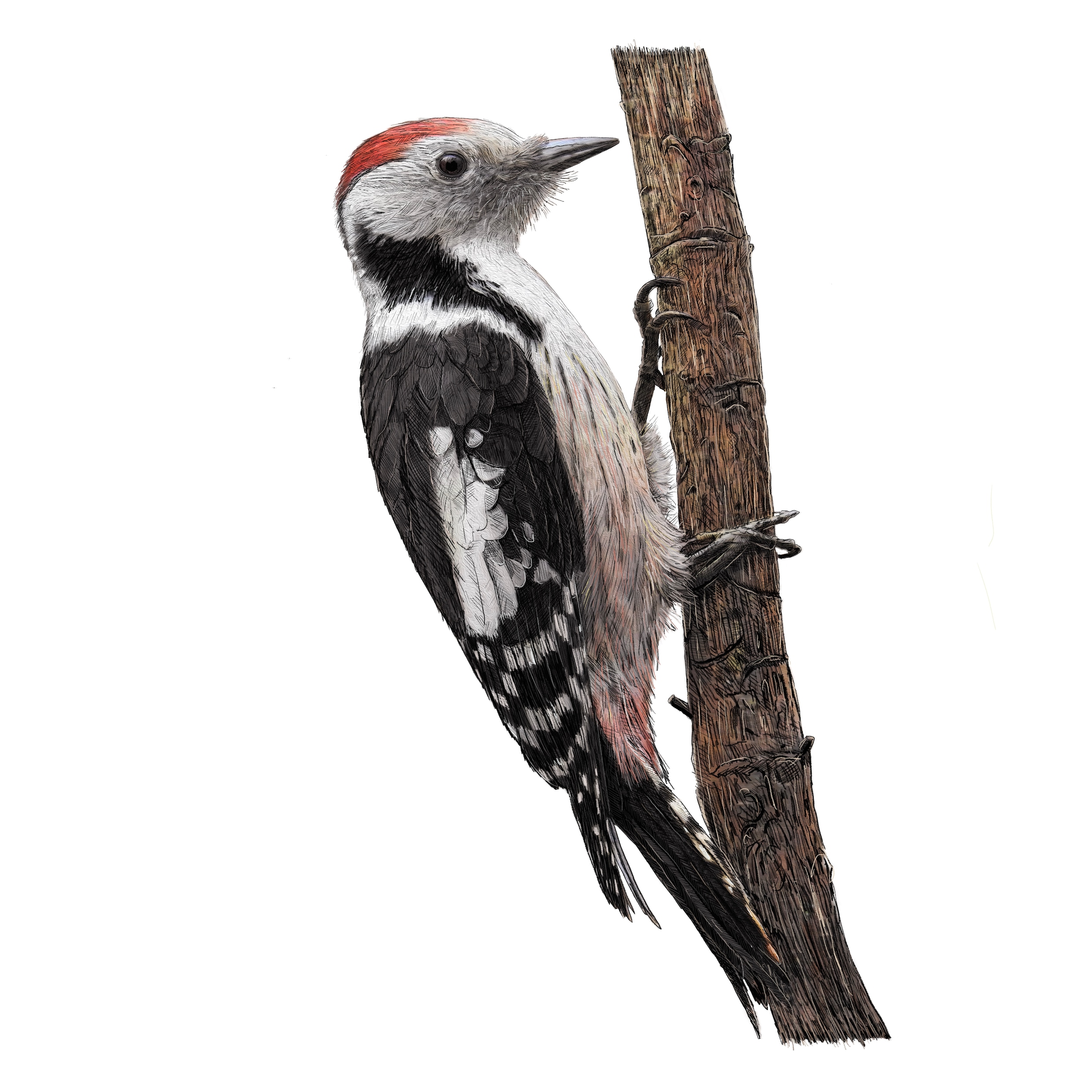 De middelste bonte specht: van extreem zeldzaam hier naar steeds vaker ...