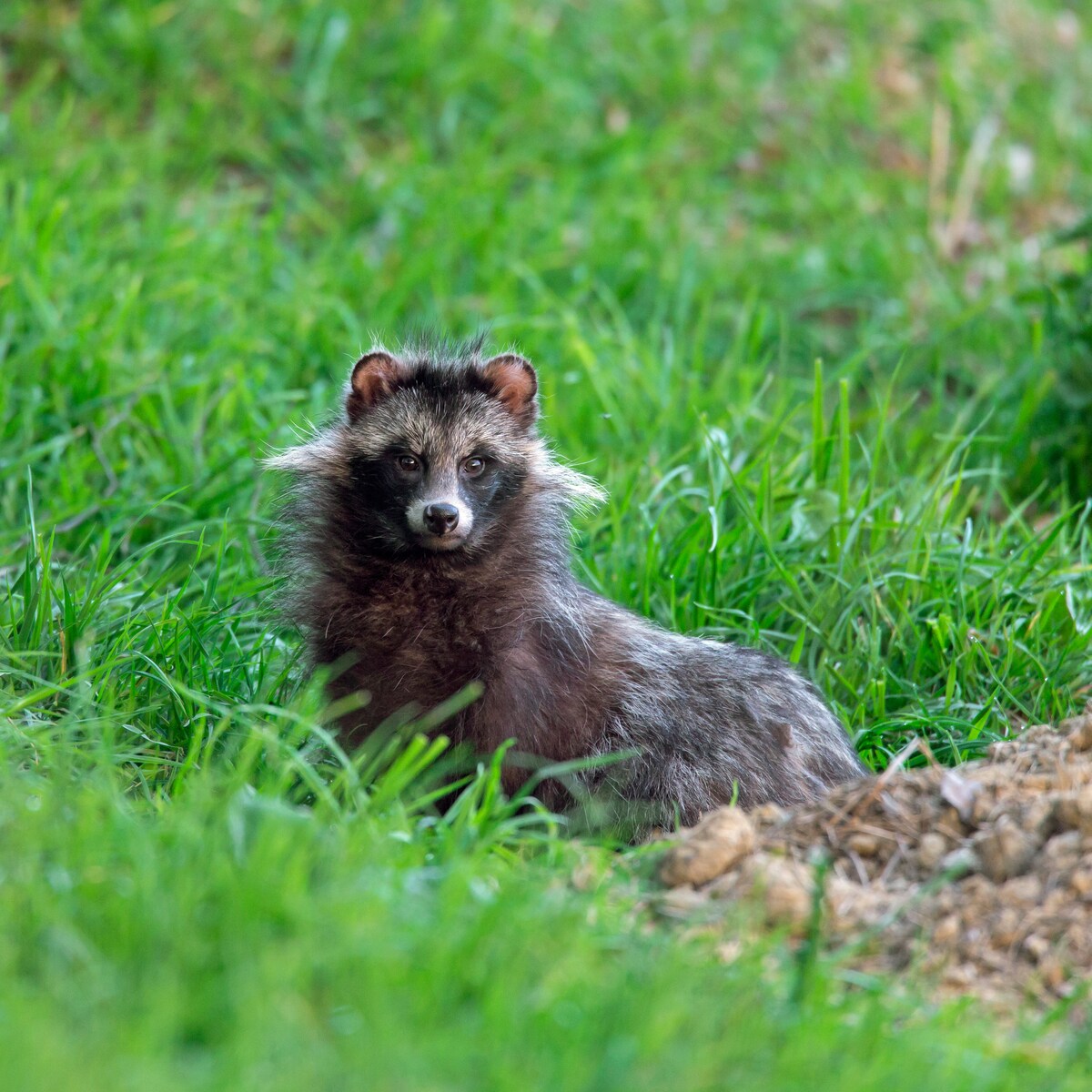 Wasbeerhond Blauwvink
