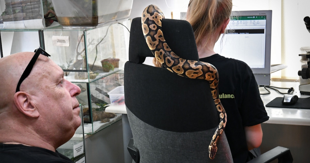 Asiels overvol met afgedankte exoten: ‘Met een paar clicks ben je ...