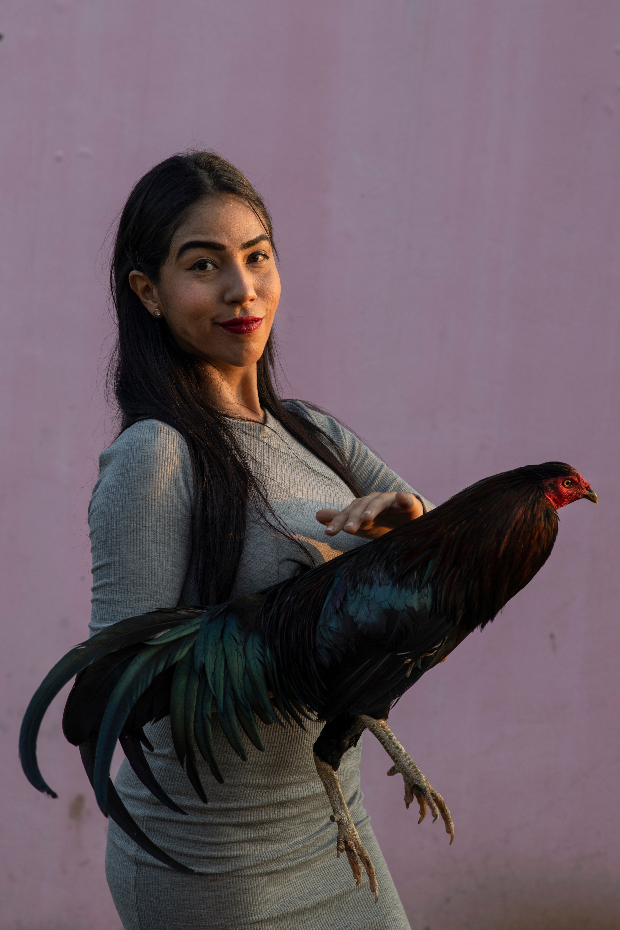 Bloed, stof en veren: hanengevechten gaan door in Mexicaanse deelstaat ...