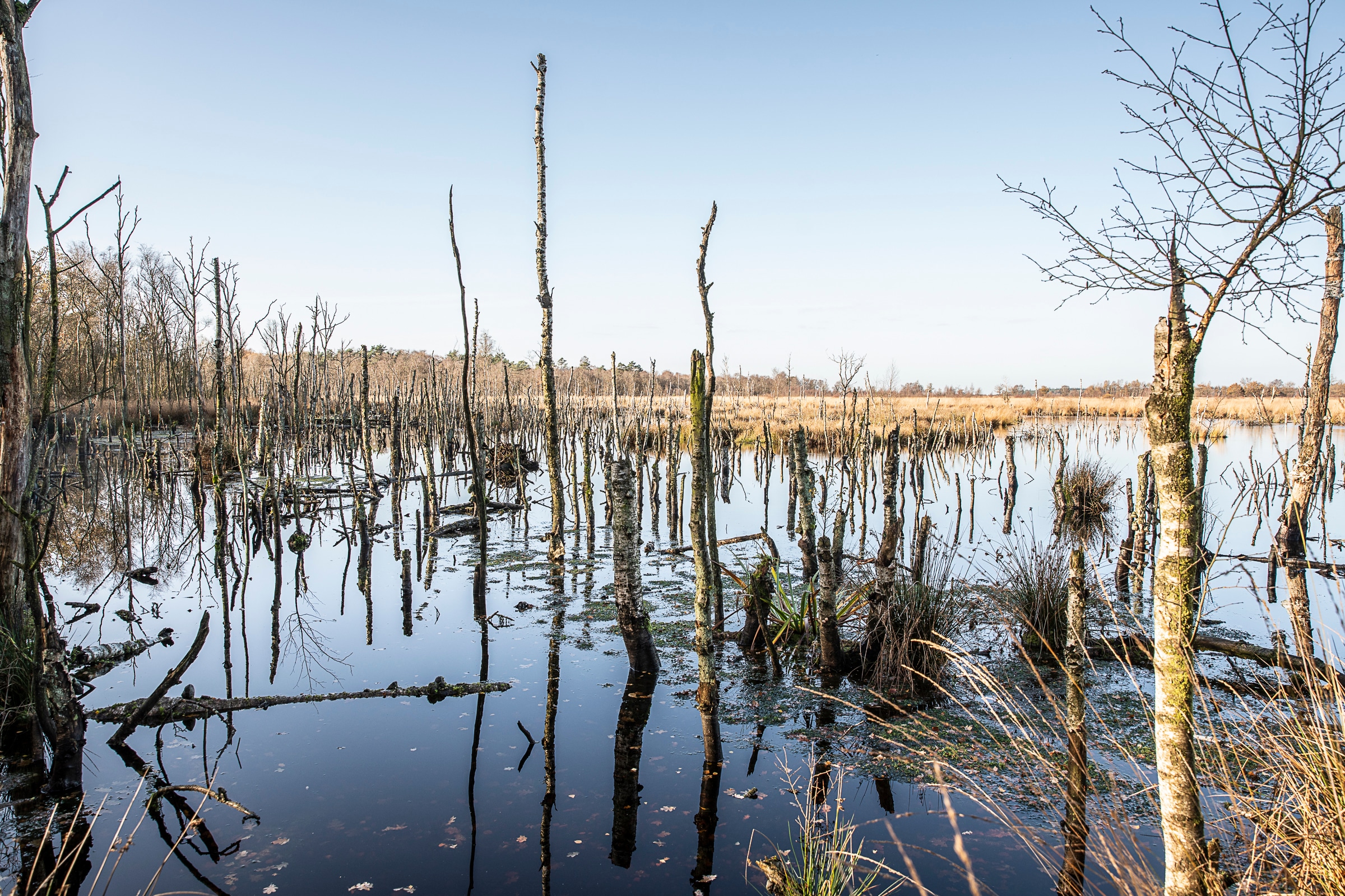 Ook afgezwakte Natuurherstelwet kan een flinke kluif zijn voor ...