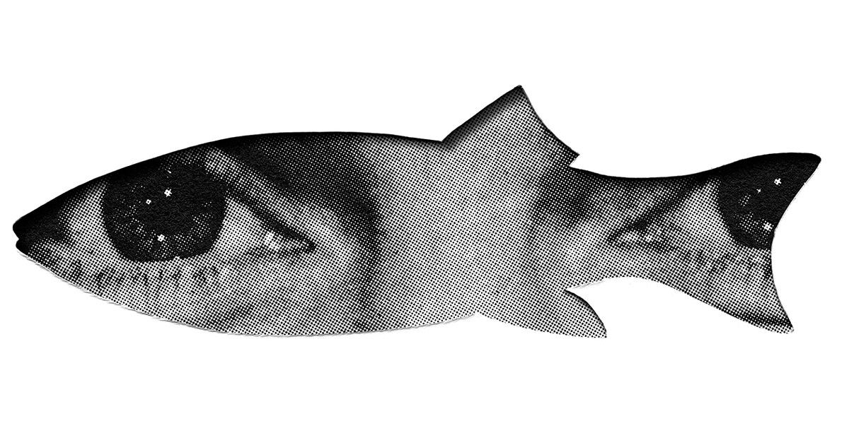 ‘In onze bijvangst zat een apart visje: een nieuwe soort’ | de Volkskrant