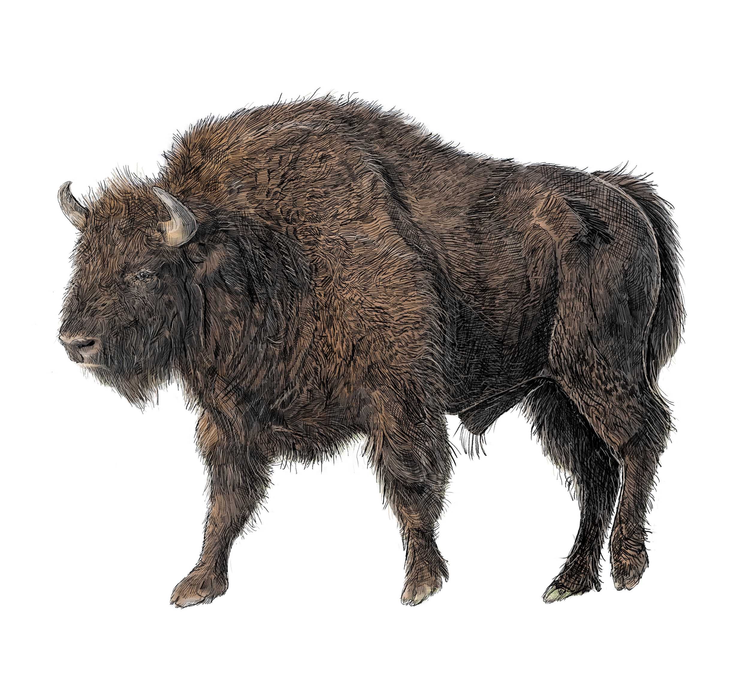 Wisenten doen dingen die andere dieren niet kunnen. Een heel landschap ...