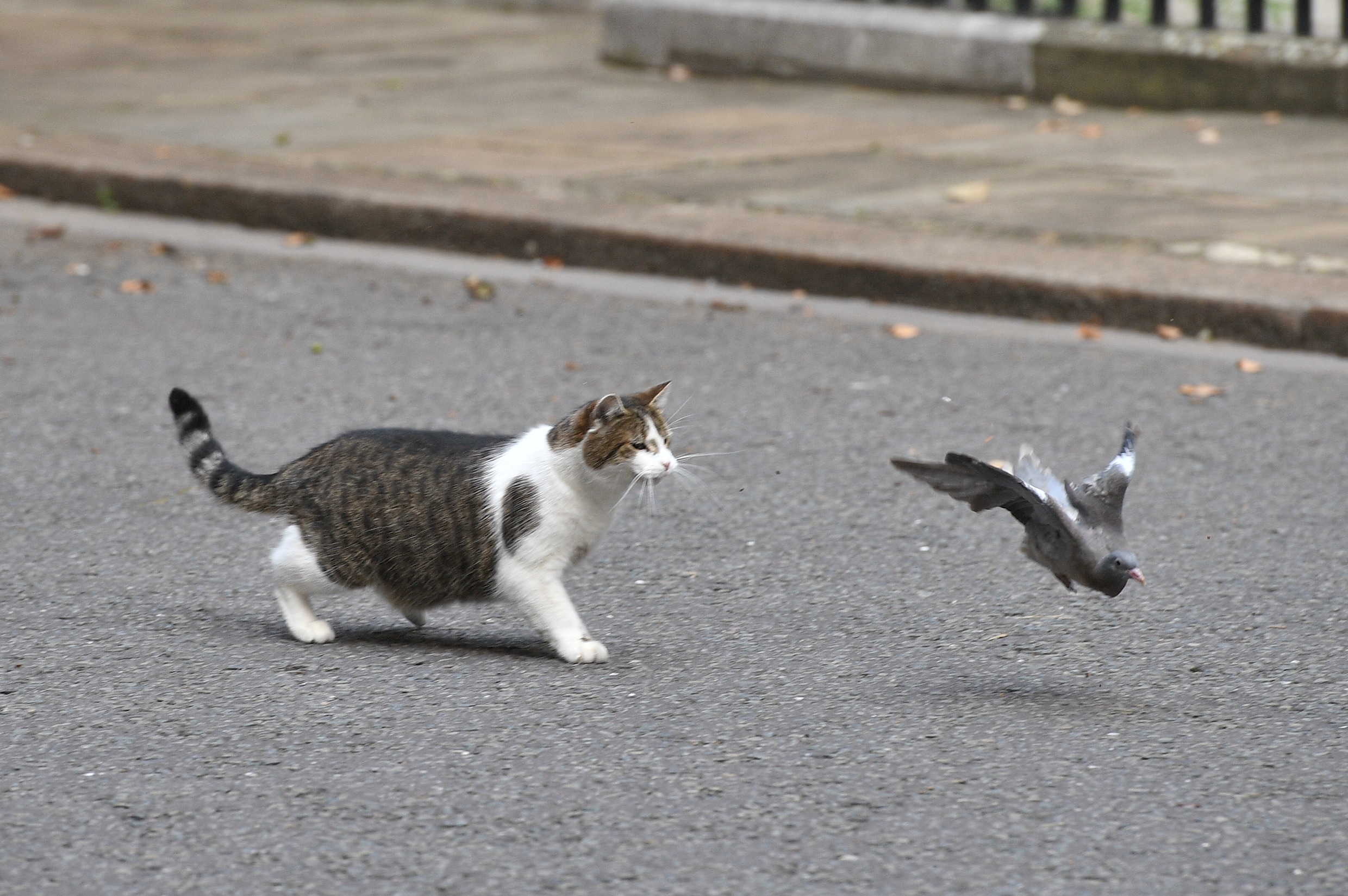 ‘Een beetje vogel laat zich echt niet zo gemakkelijk door een kat ...