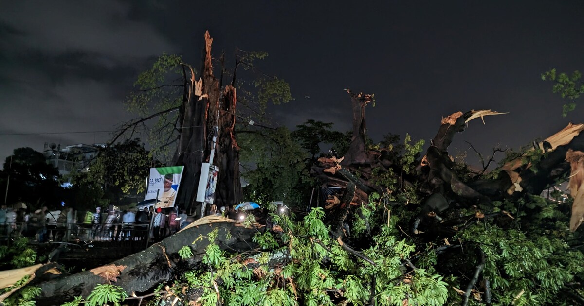 Iconische boom in hartje Freetown omgewaaid: ‘Een groot verlies voor de ...