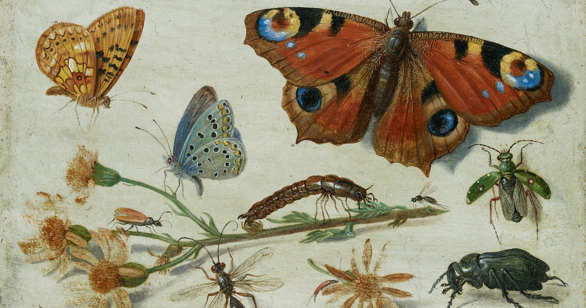 We staan op het punt te ontdekken hoe onmisbaar insecten waren | de ...