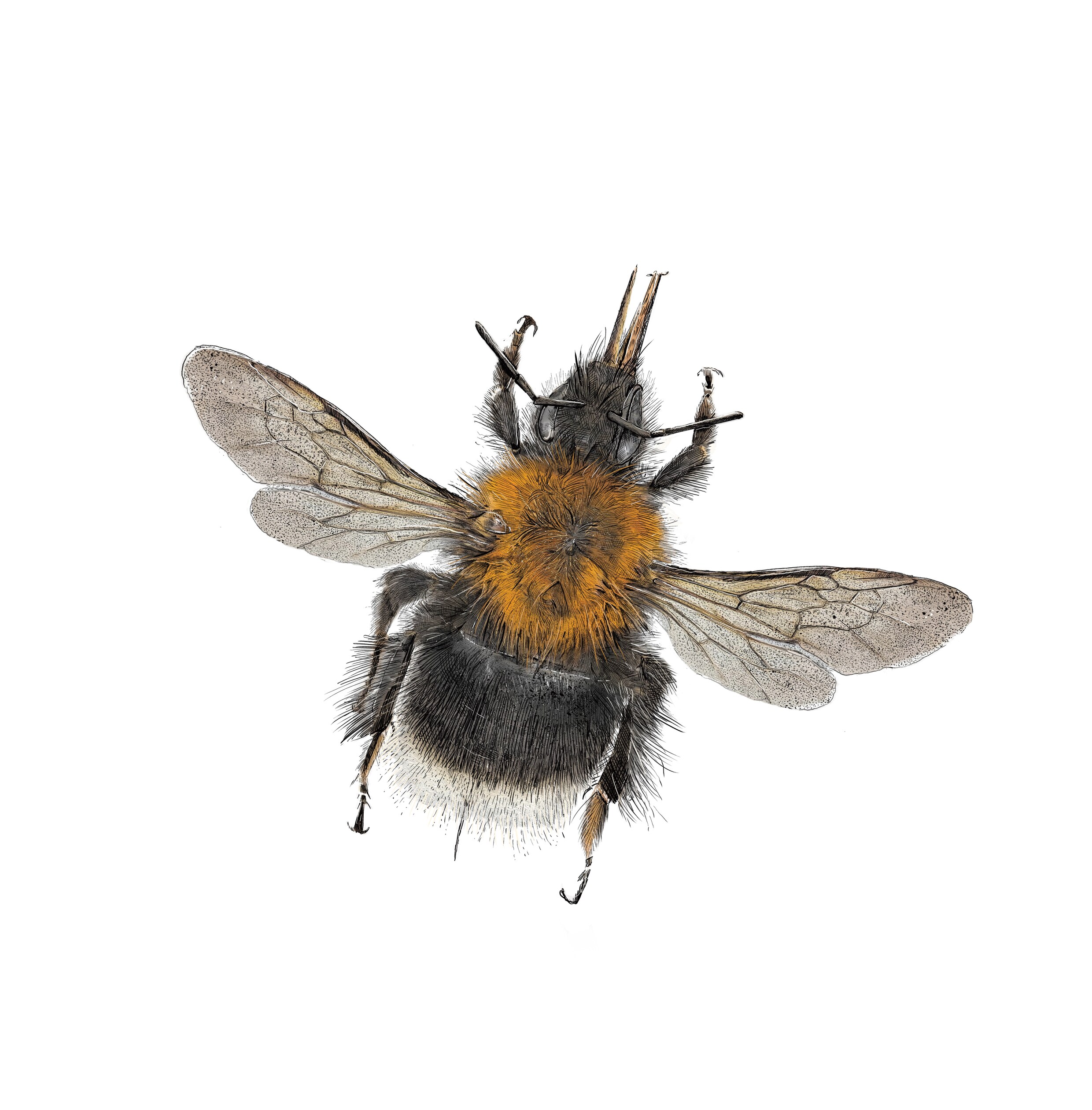 De boomhommel lijkt meer te houden van de stad dan van het bos | de ...