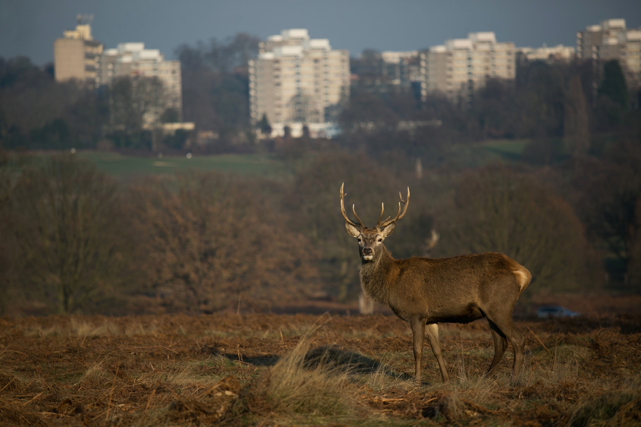 ‘Roep de hulp van de natuur in om de stad een duurzamere, gezondere ...