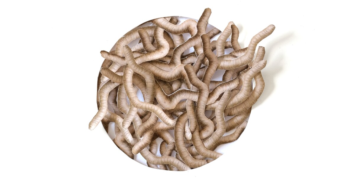 ‘Ik wilde de wormpjes niet doden voor het experiment, daarom voerden we ...