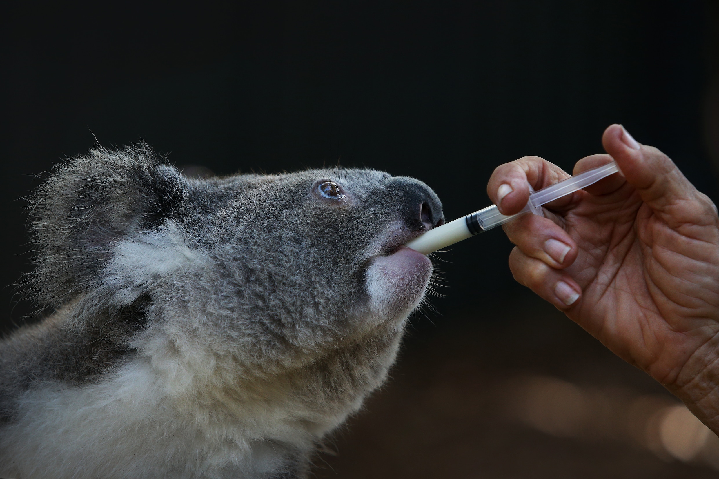 Koala’s krijgen vaccin tegen chlamydia, waar veel van de dieren aan ...