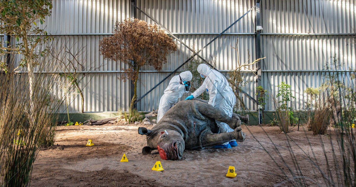 Deze foto van een gestroopte neushoorn zou ons hoopvol moeten stemmen ...