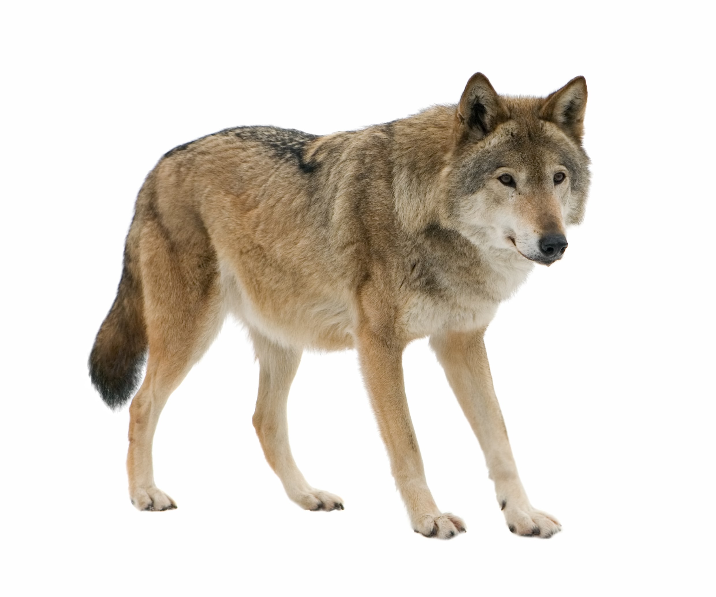 Oog in oog met een wolf, beer of agressieve hond? Dit kun je het beste ...