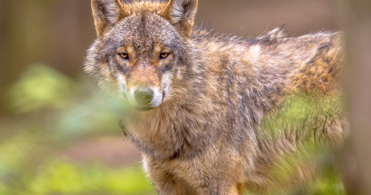 Oog In Oog Met Een Wolf Beer Of Agressieve Hond Dit Kun Je Het Beste