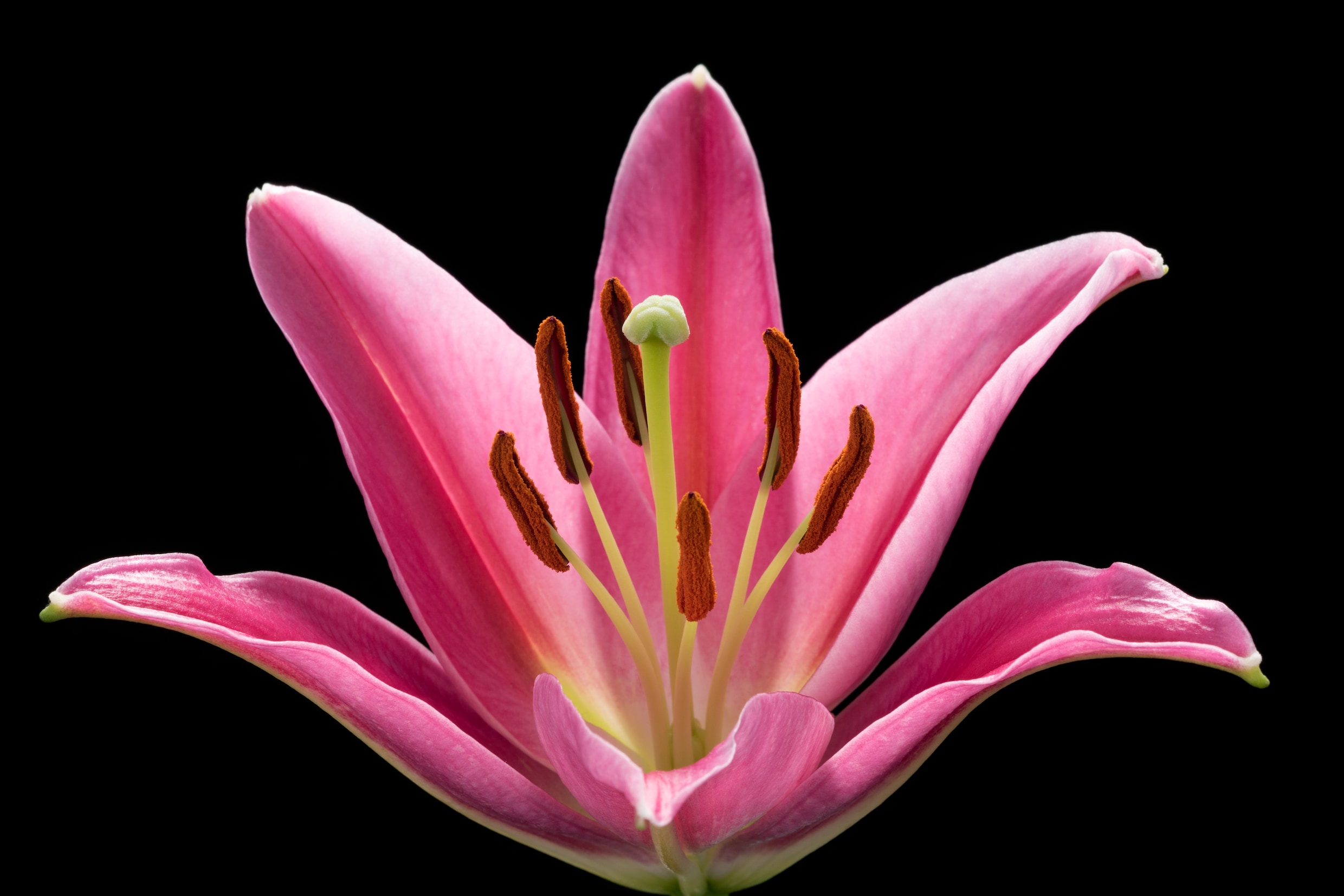 Spuitverbod lelieteler in hoger beroep deels van tafel; bloemensector blij | de Volkskrant