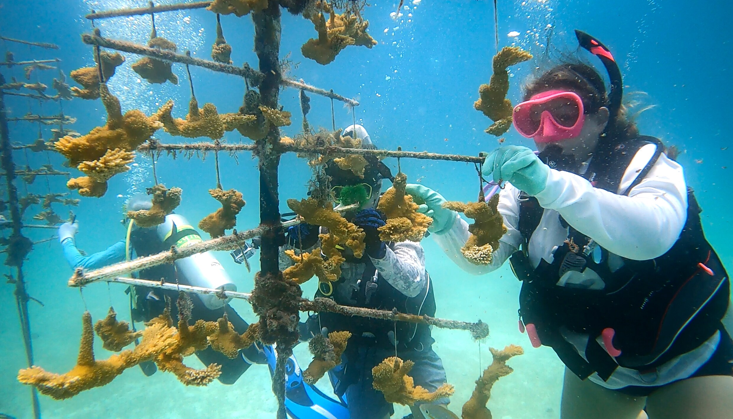 In Miami is het 36 graden – in zee: ‘Je zweet gewoon onder water’ | de Volkskrant