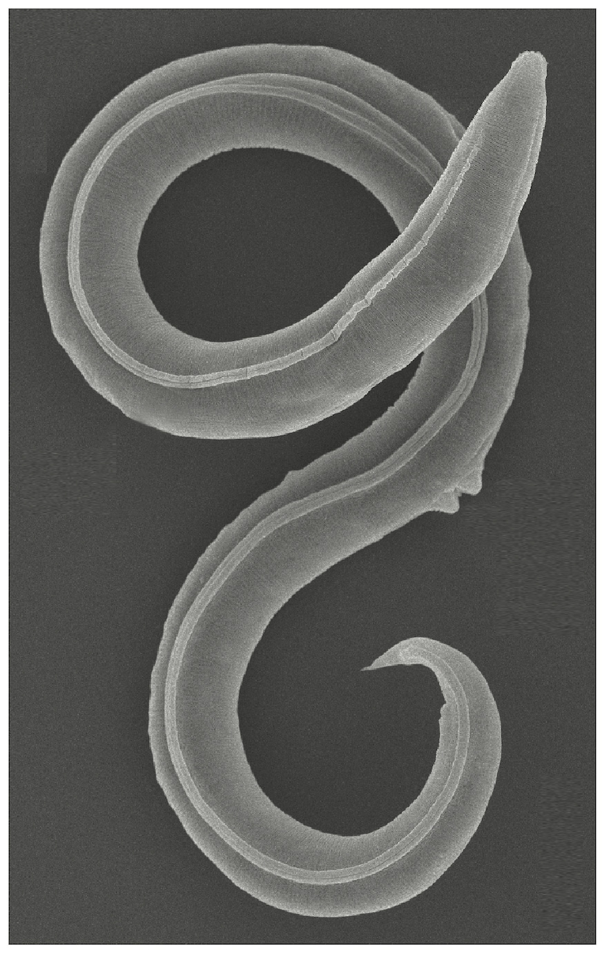 Wetenschappers claimen 46 duizend jaar oude wormpjes gewekt te hebben ...