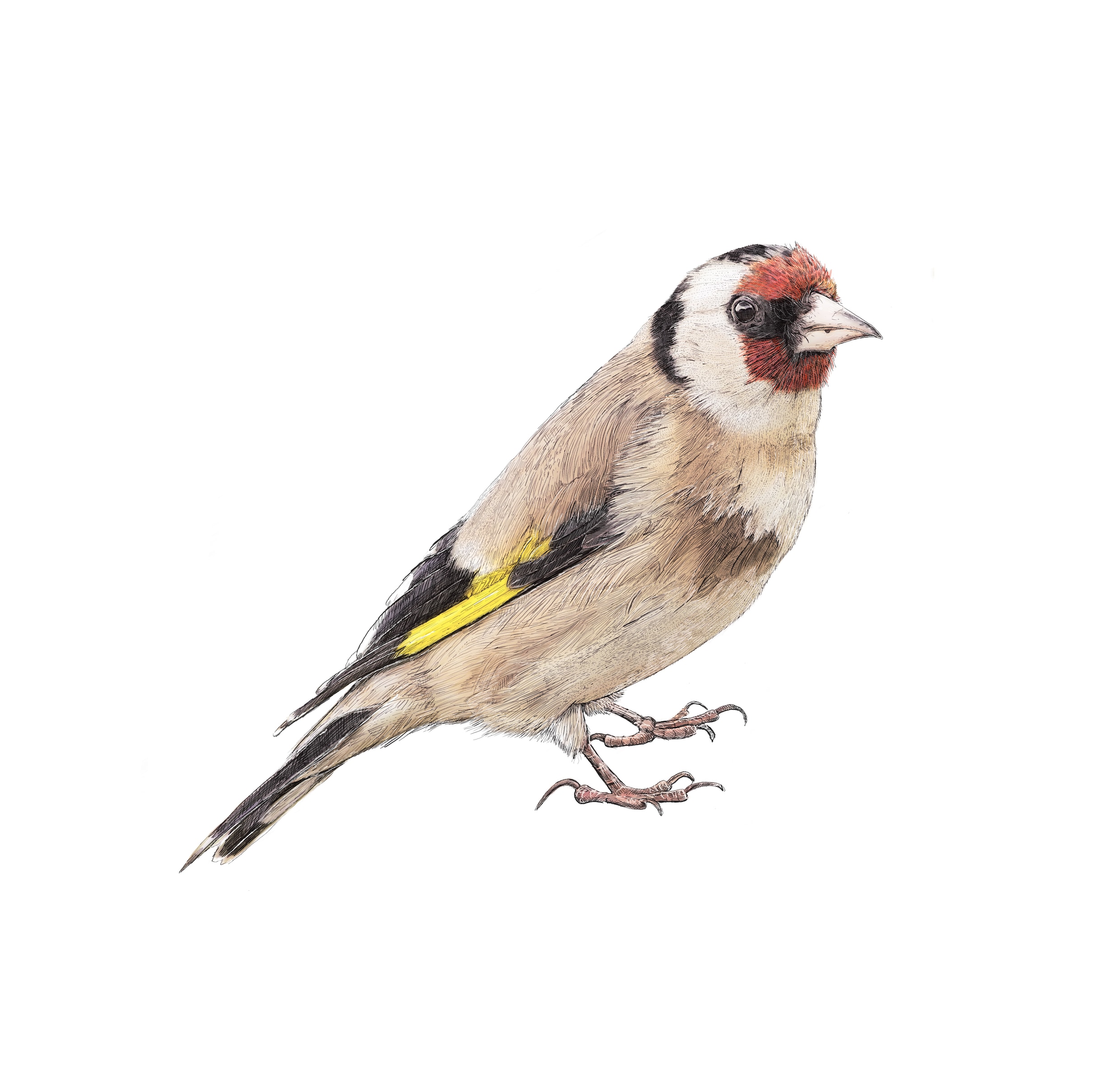 Voor de putter is het goed toeven in de vinexwijk | de Volkskrant