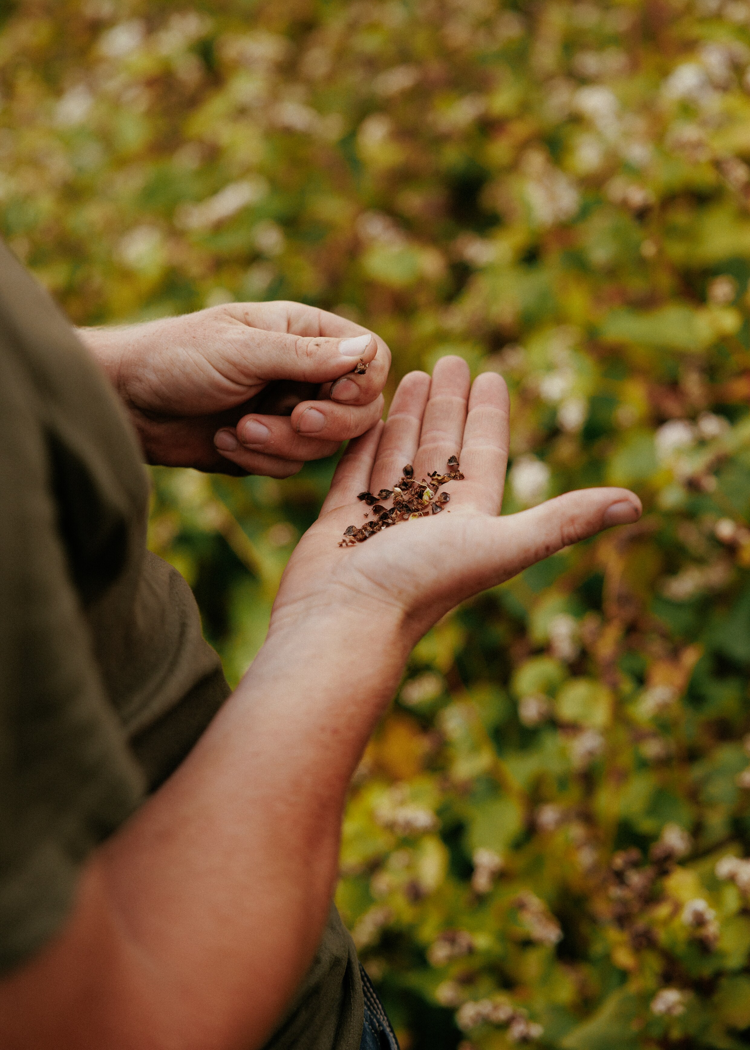 Landbouw en biodiversiteit gaan samen bij Onneresch, waar tussen de ...