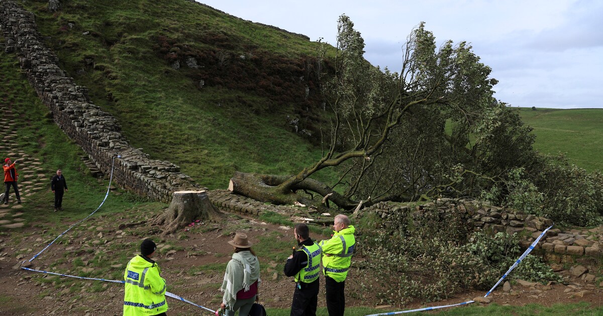 Britten treuren om neerhalen beroemde ‘Robin Hood-boom’, politie start ...